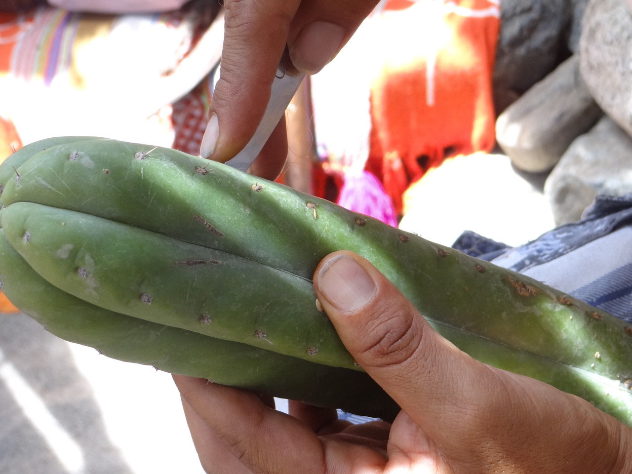 Ceremonia de Wachuma / San Pedro - munaypunkus