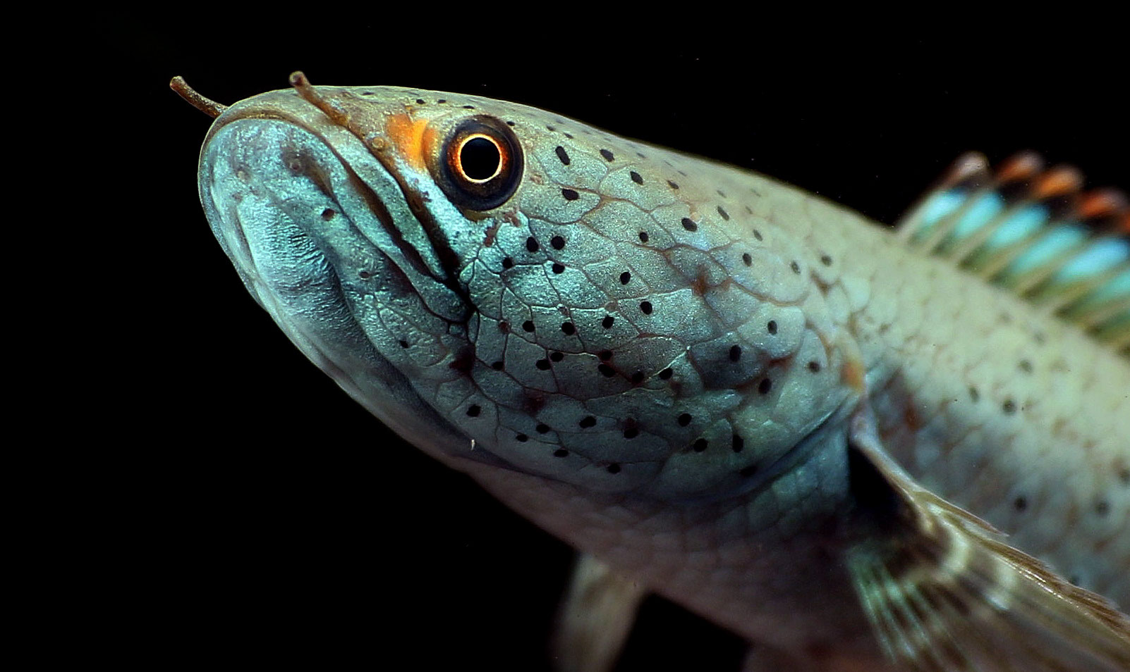 C. rubora ("Red fin") - Channa/Snakeheads/Schlangenkopffische