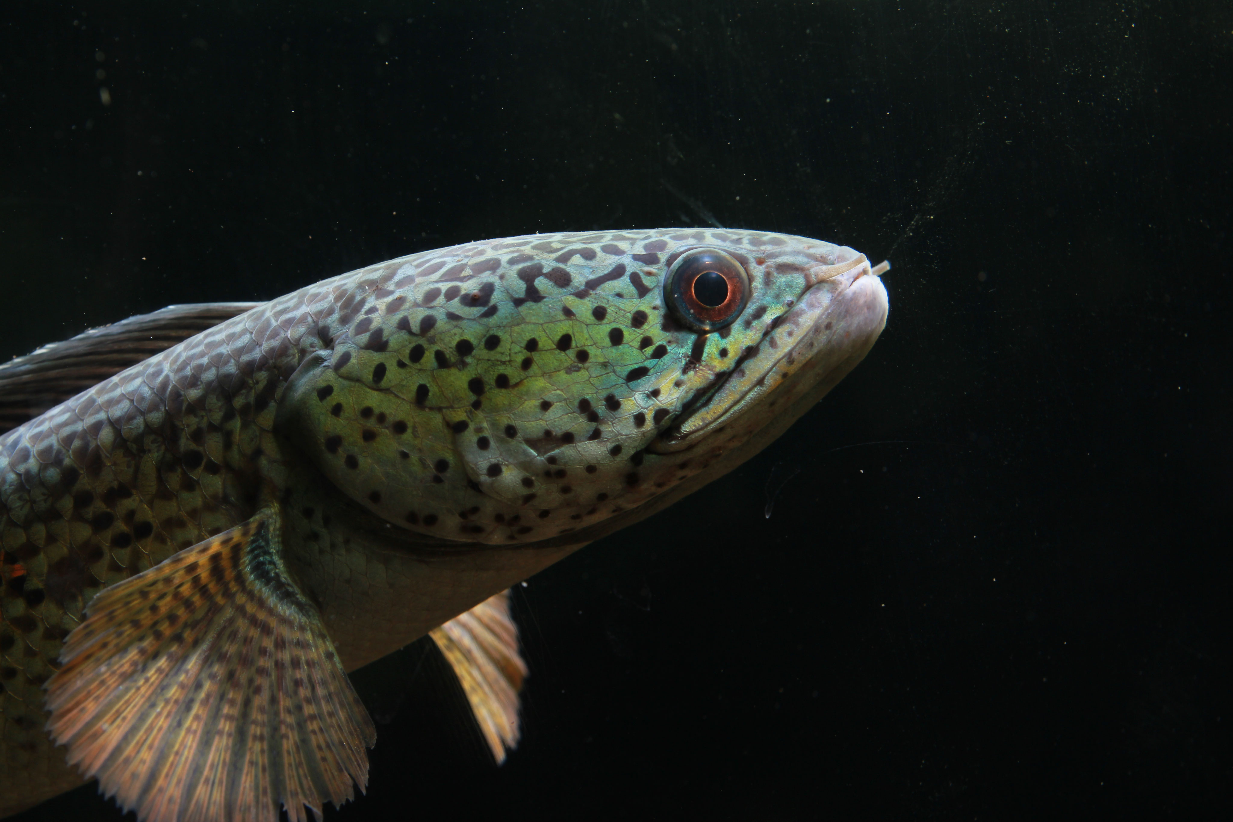 C. barca - Channa/Snakeheads/Schlangenkopffische