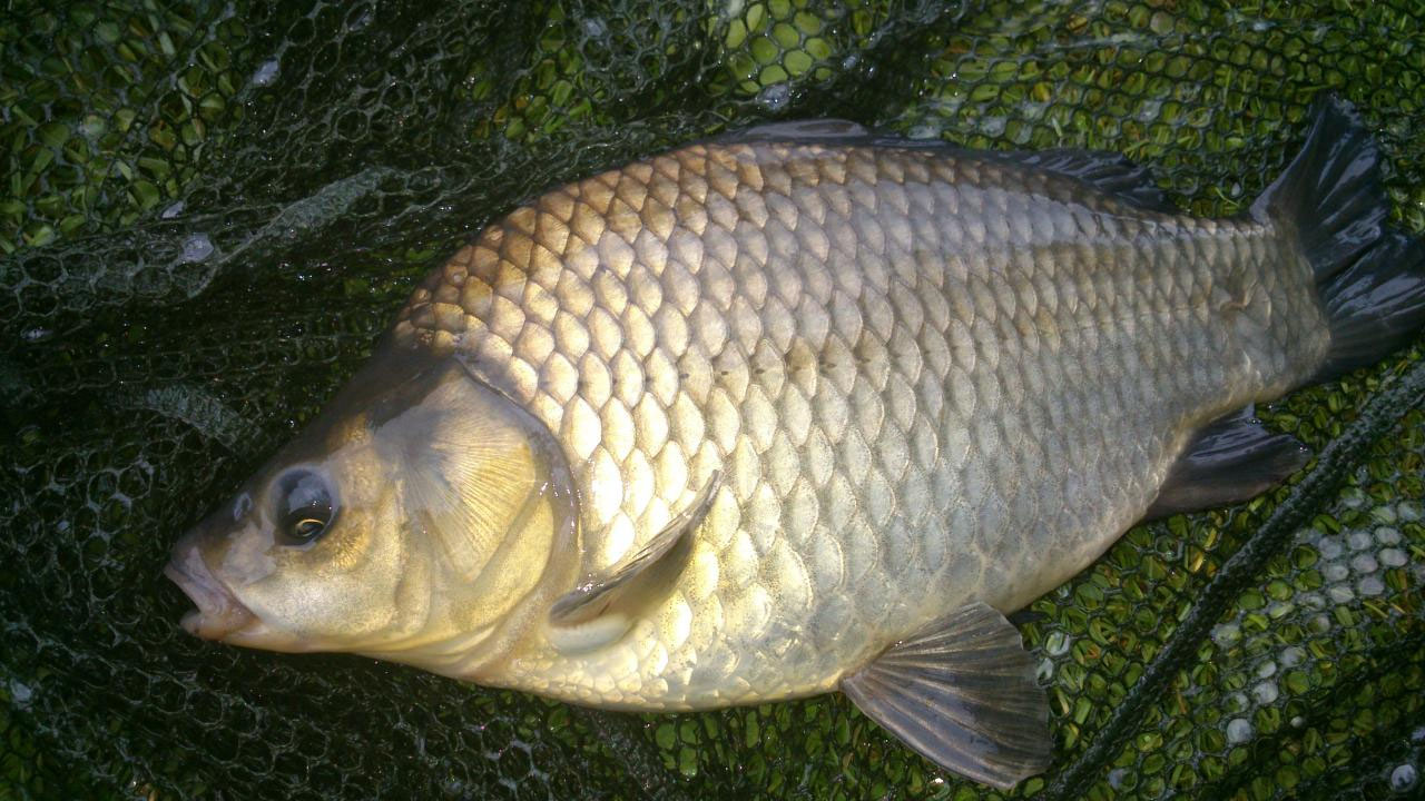GARDON - Site de aappma-valleedupetitmorin