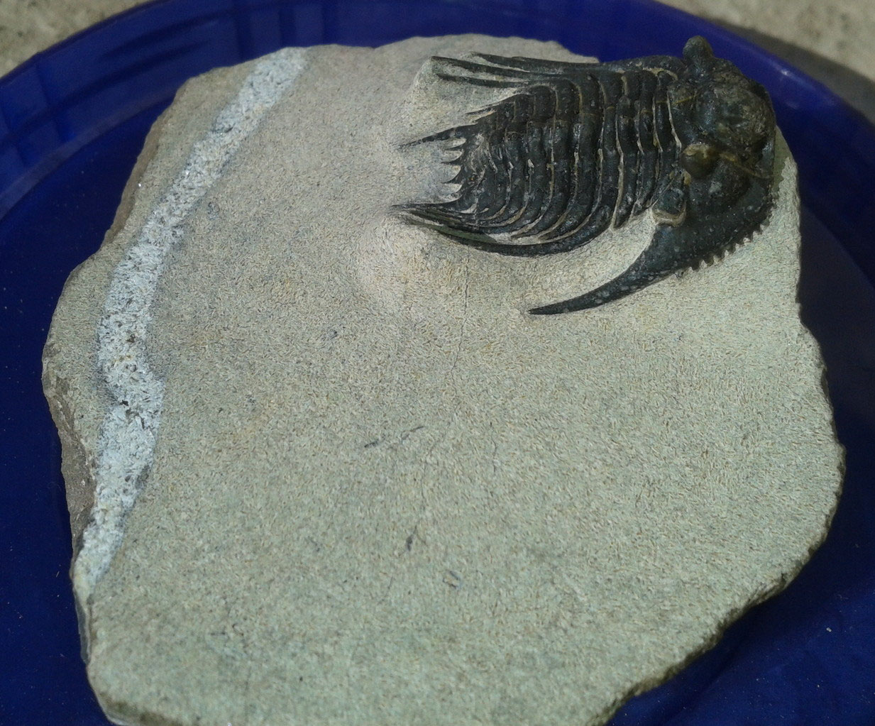Trilobites - Trilobites de Marruecos - Moroccan trilobites