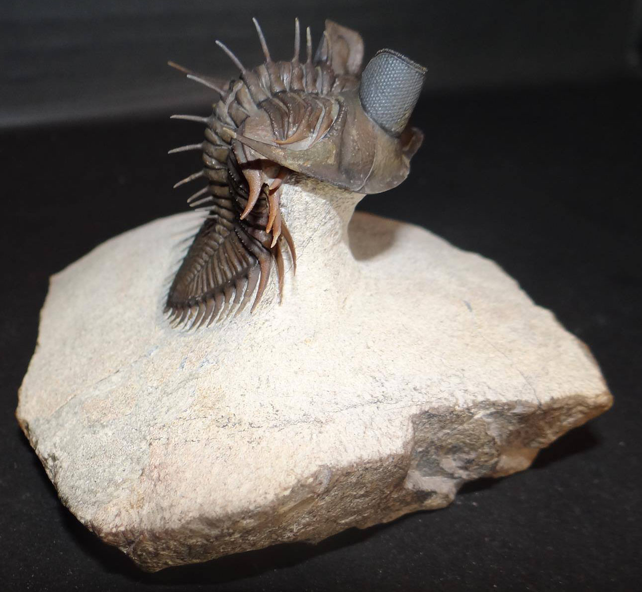 Trilobites - Trilobites de Marruecos - Moroccan trilobites