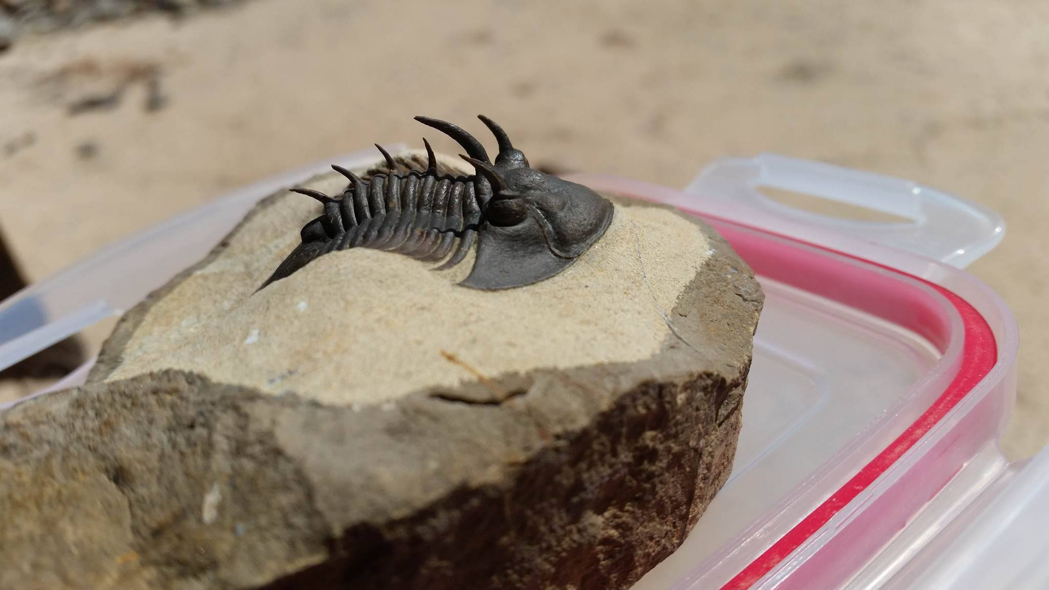 Trilobites - Trilobites de Marruecos - Moroccan trilobites