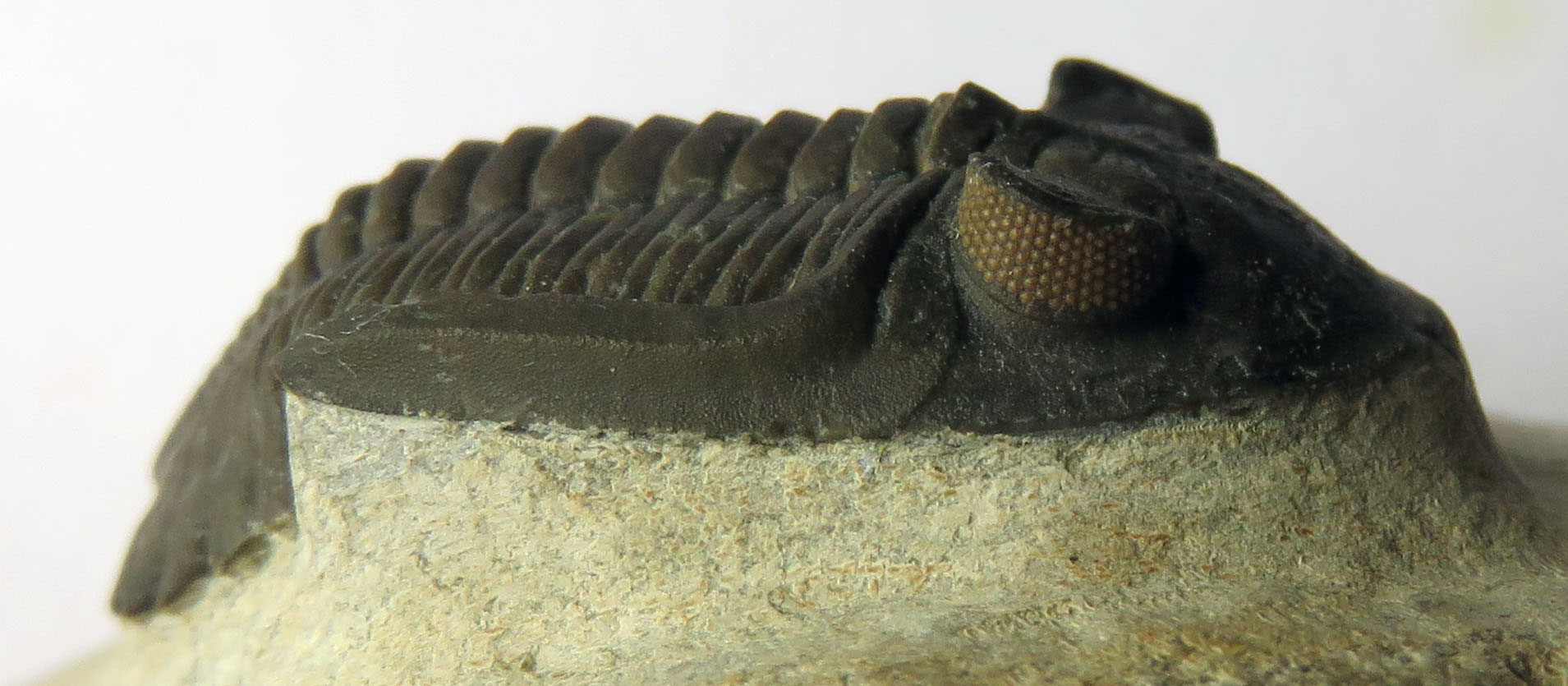 Trilobites - Trilobites de Marruecos - Moroccan trilobites