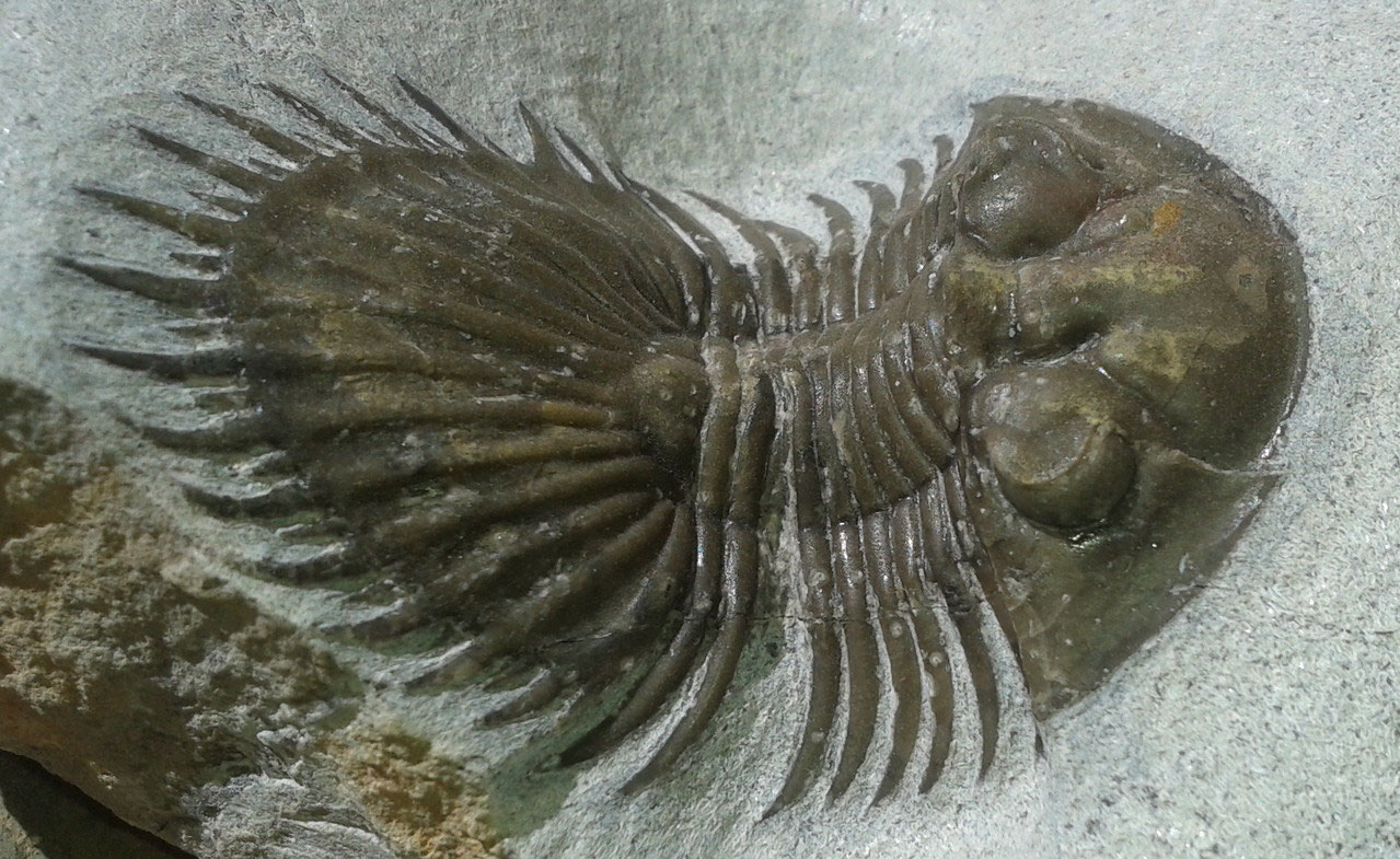 Trilobites - Trilobites de Marruecos - Moroccan trilobites