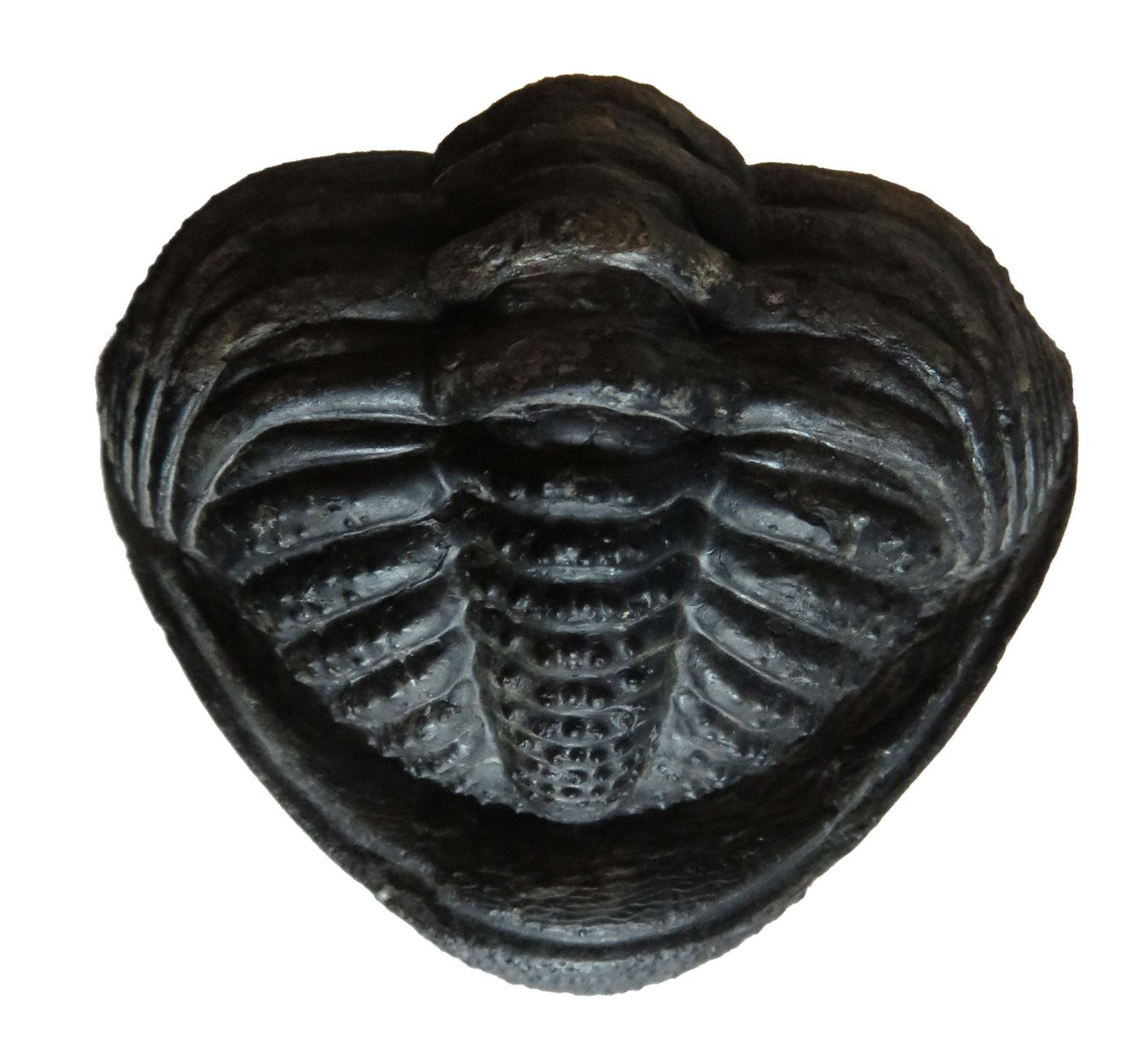 Trilobites - Trilobites de Marruecos - Moroccan trilobites