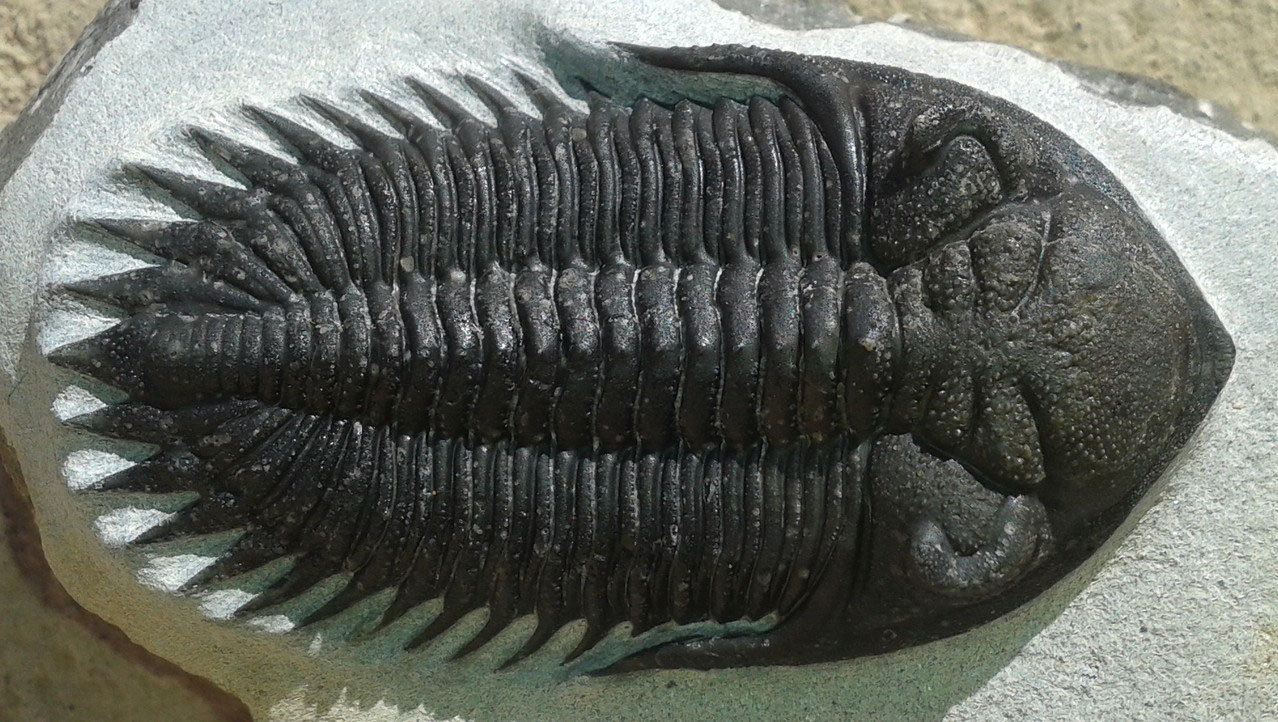 Preparación y limpieza - Trilobites de Marruecos - Moroccan trilobites
