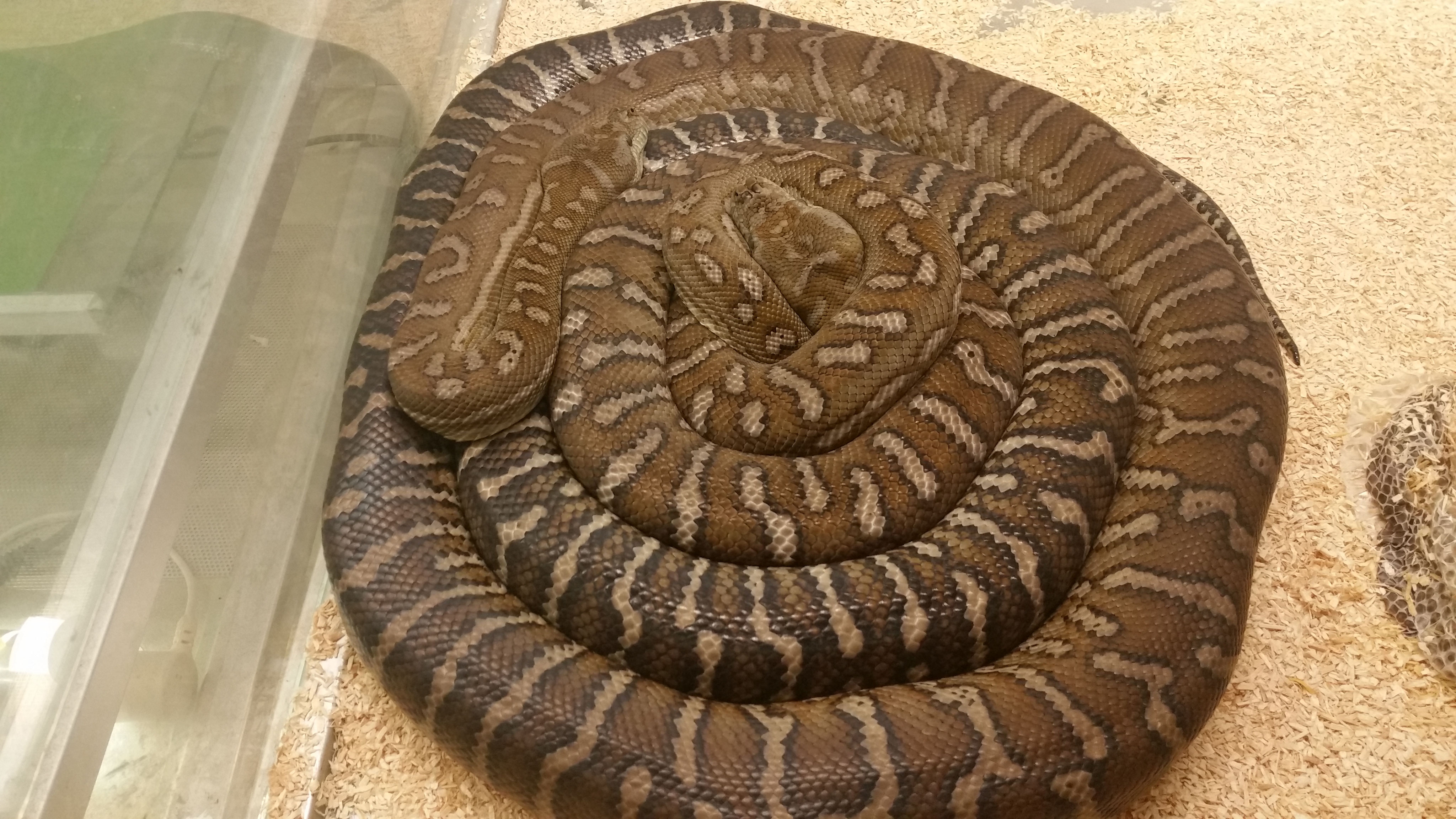 Morelia bredli - maurice-maurers Webseite!