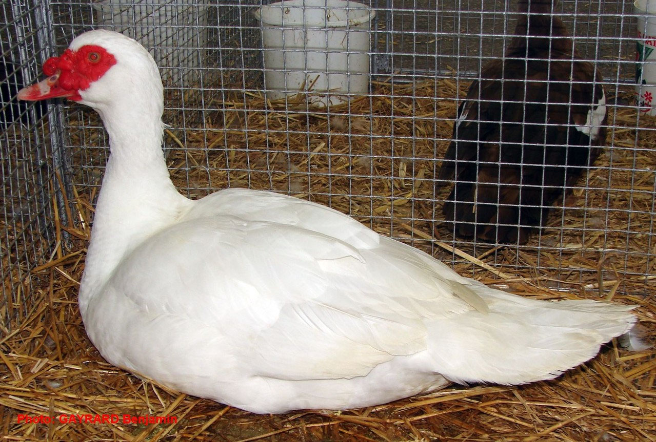 Canards domestiques - Site de racesavicoles