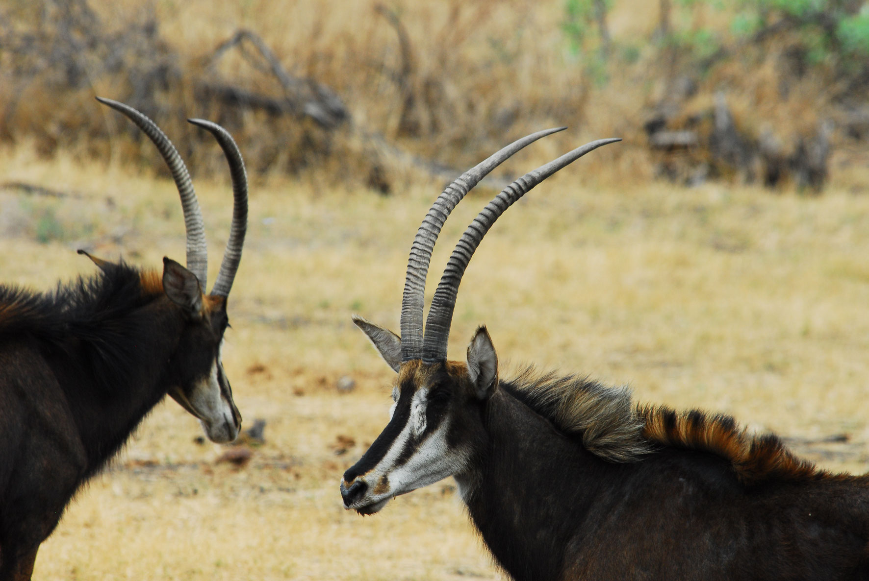 Kavango / Okavango - matenga-safariss Webseite!