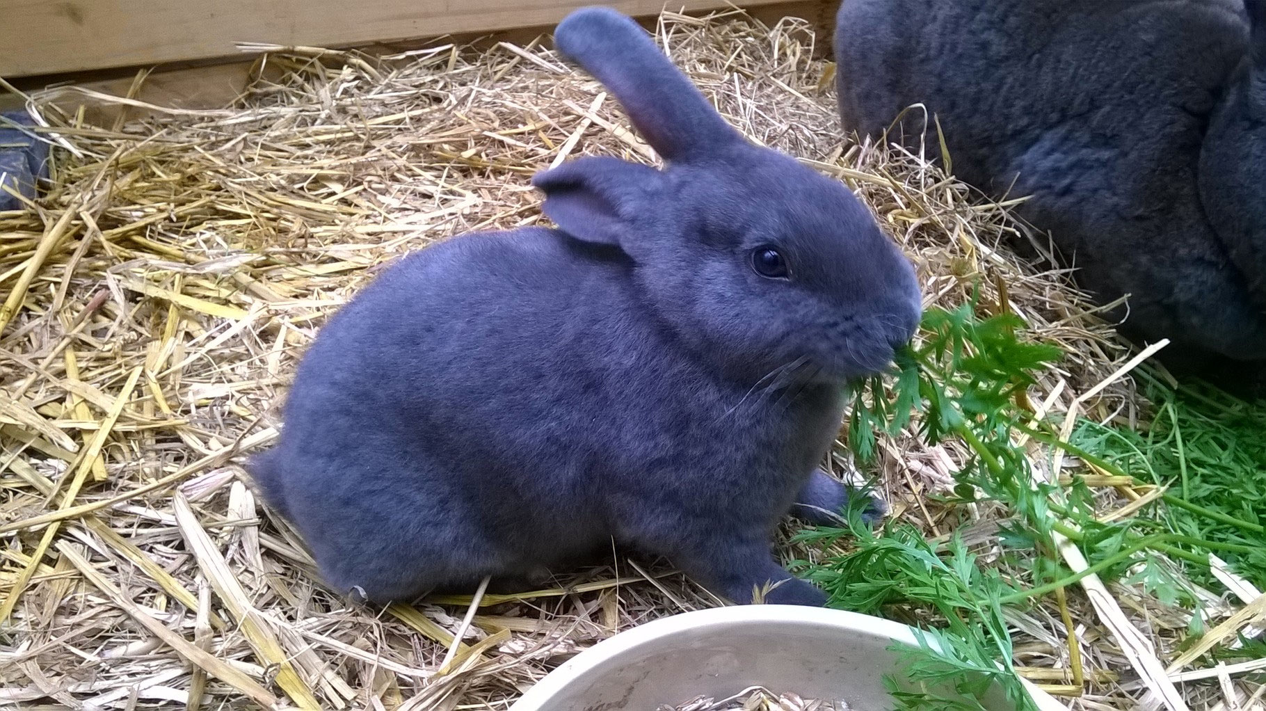 27.07.2019 .: wir geben aus dem laufenden Zuchtjahr Rammler und Häsin ...