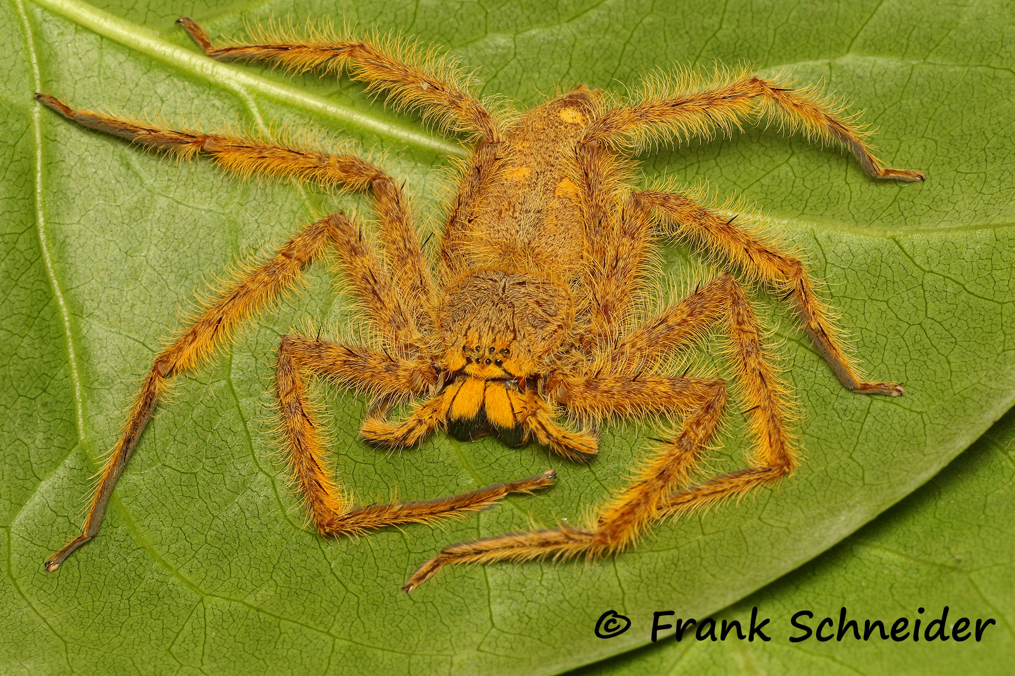 Araneomorphae - Zoohaus W&S - Ihr Spezialist für Vogelspinnen und ...