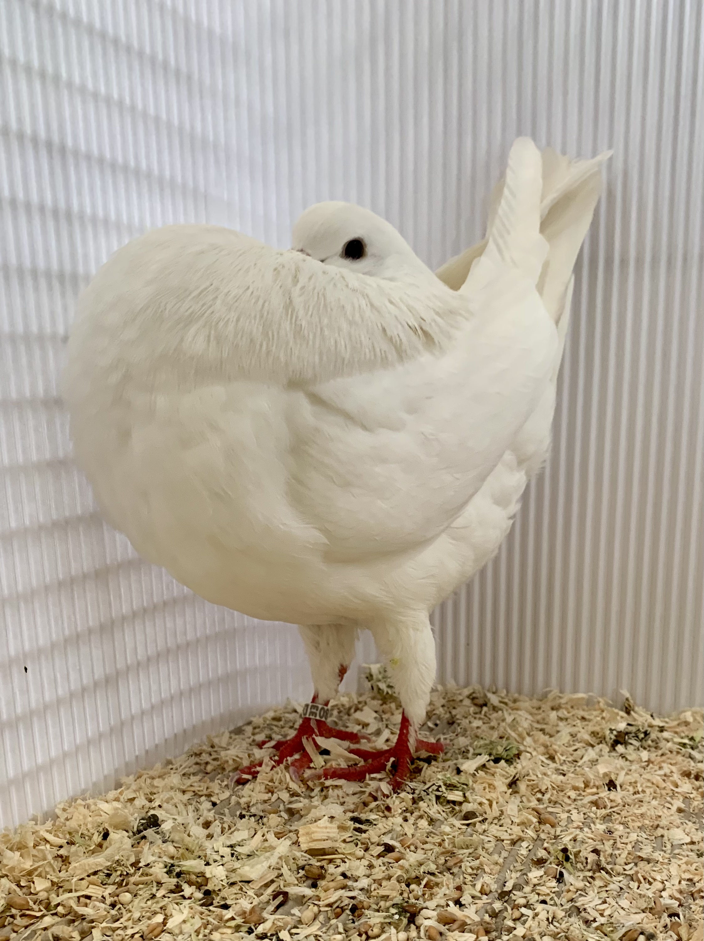 Amsterdamer Kröpfer von Tobias Strate - Amsterdamer Kröpfer / Holle Cropper