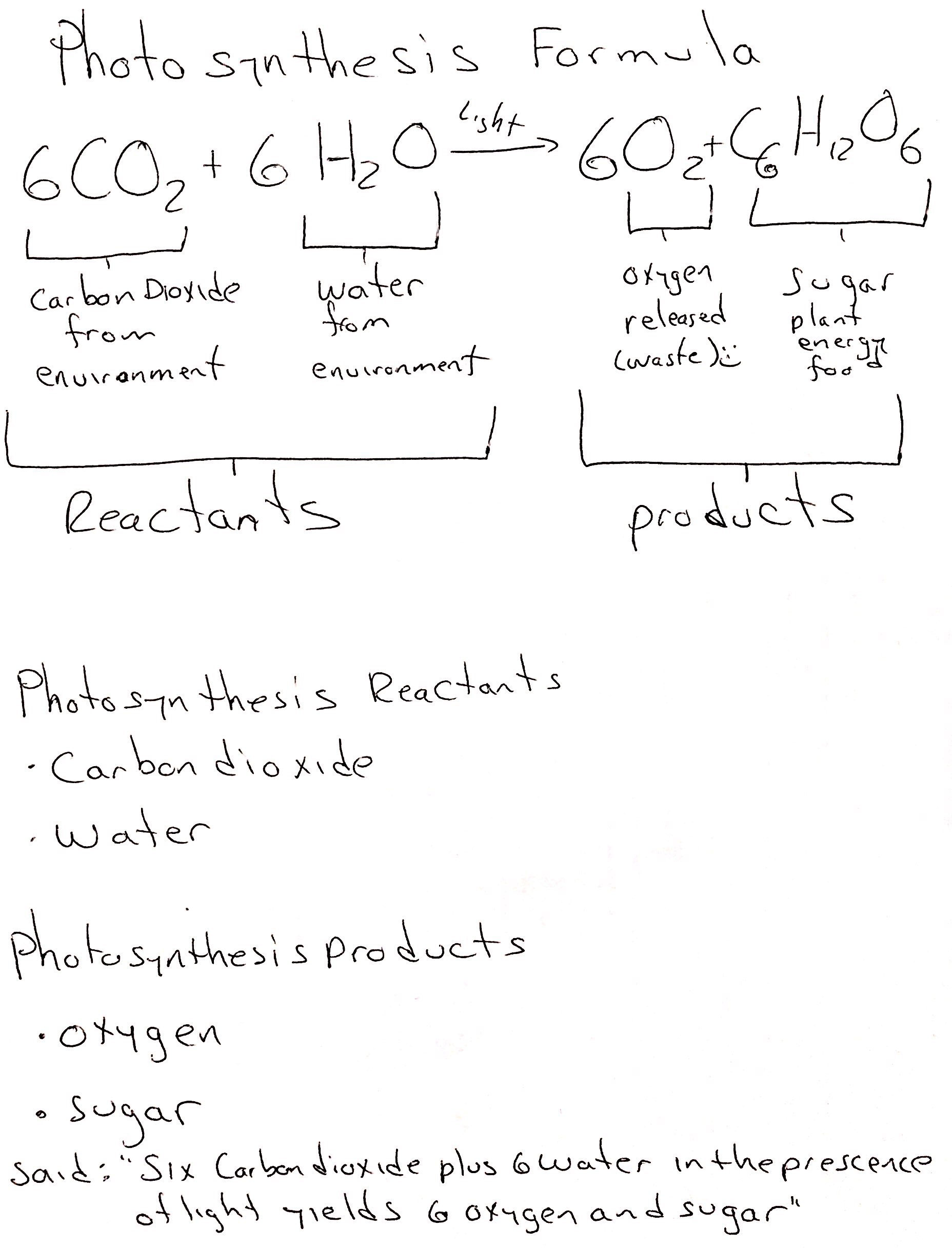 Photosynthesis and Respiration - mrzscience