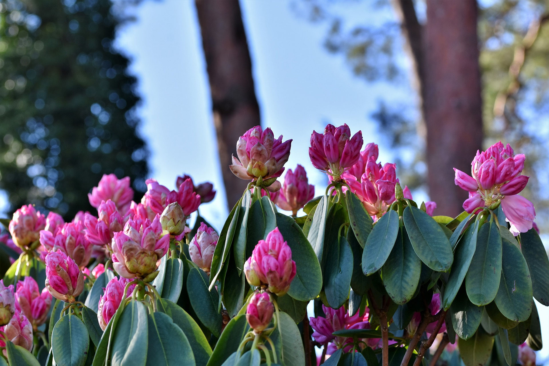 Rhododendron-Wald - Gartenroute Münsterland
