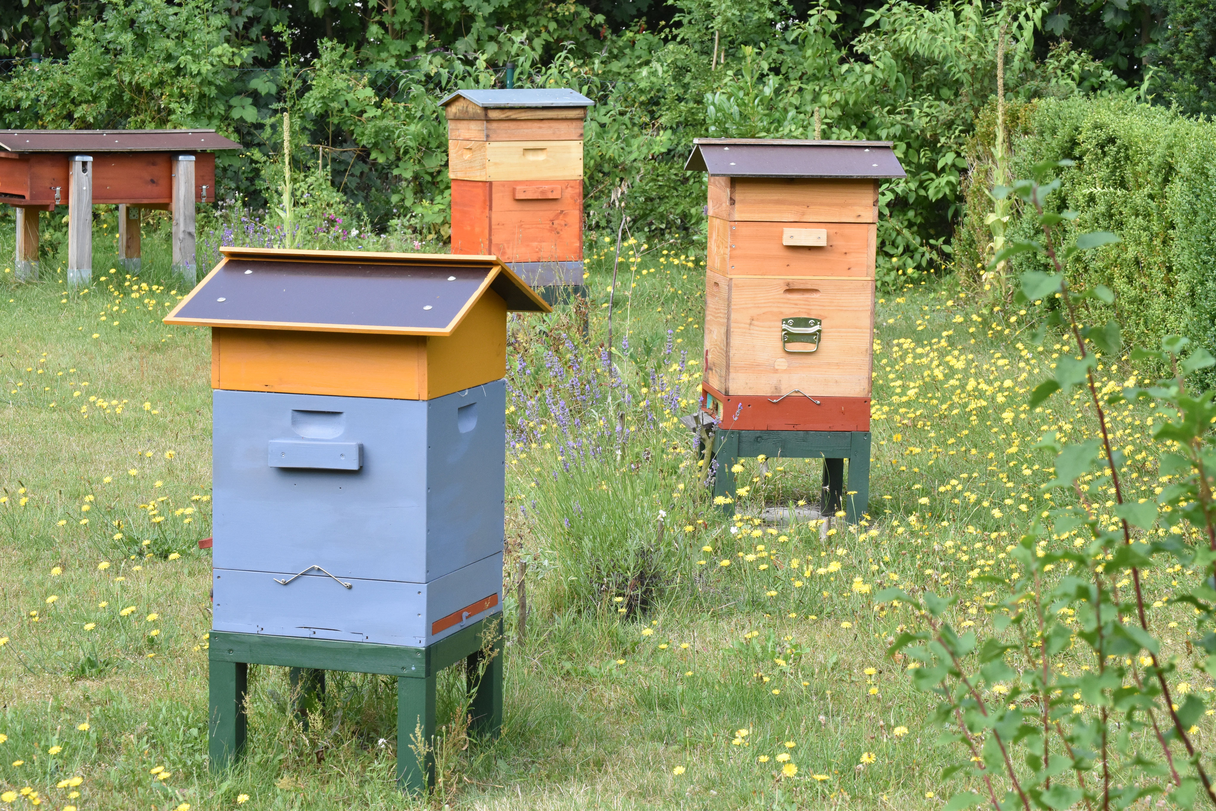 DNM 1,5 - doriswillmers Webseite!