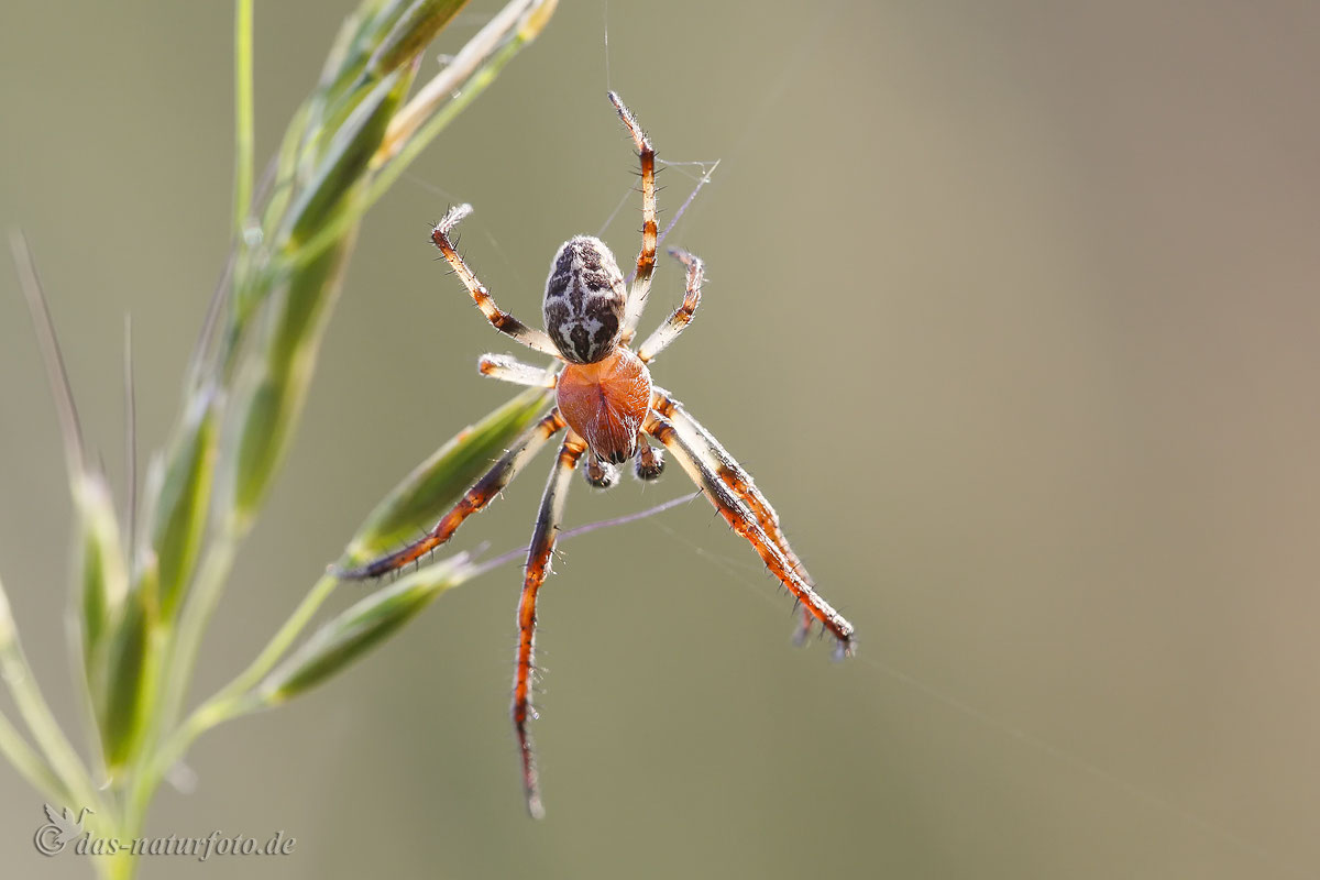 Schilf-Radnetzspinne, Bilder, Fotos - Naturfotografie