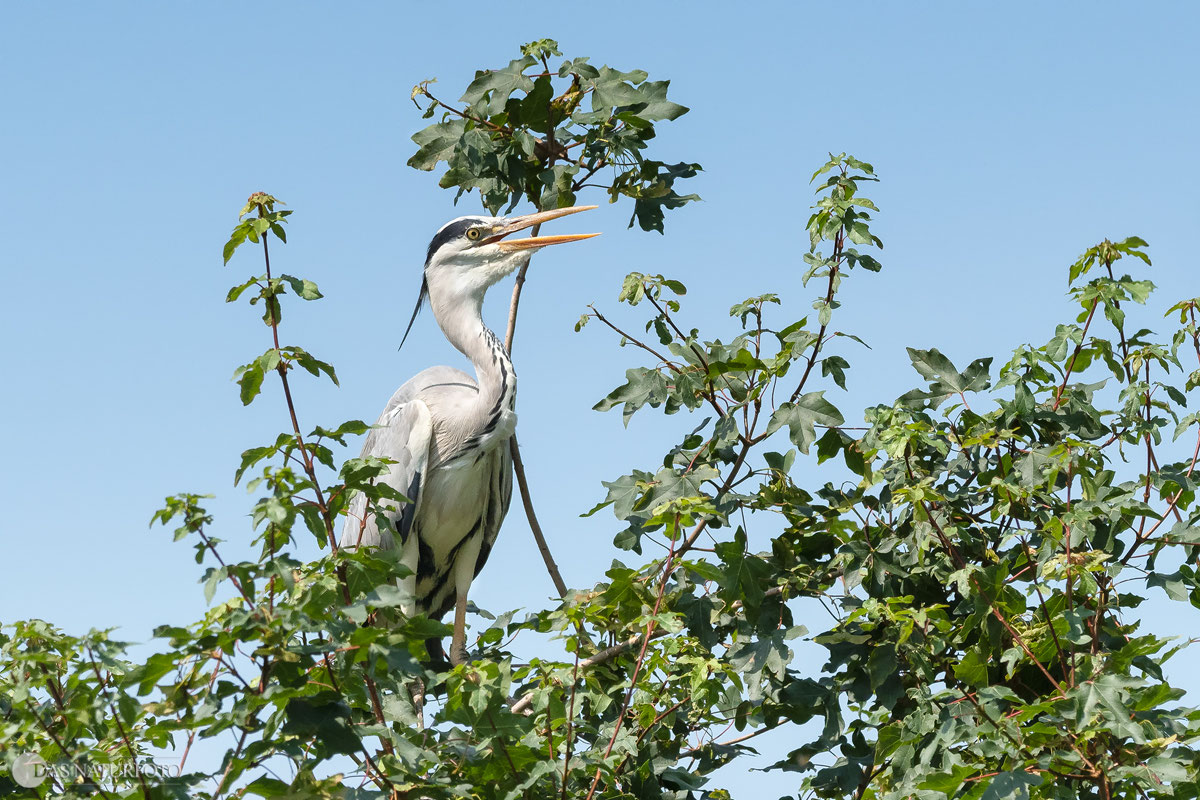 Graureiher, Fischreiher, Bilder, Fotos - Naturfotografie