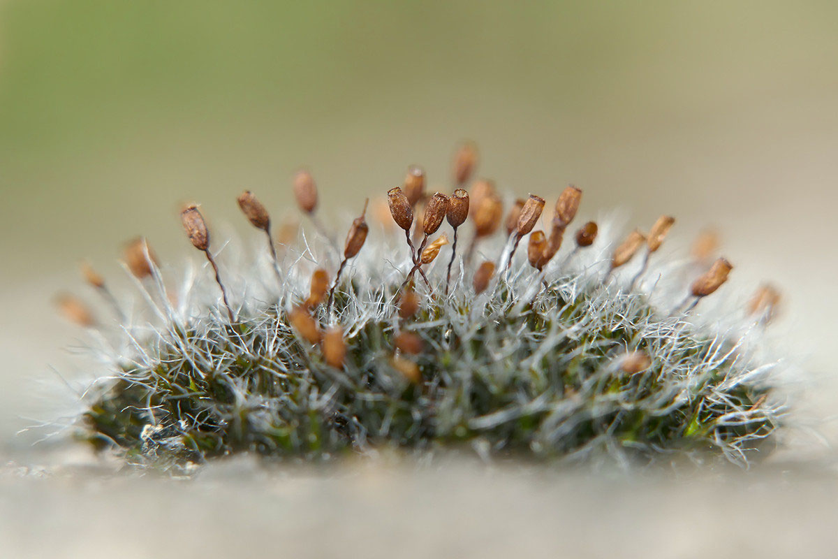 Polster-Kissenmoos, Bilder, Fotos - Naturfotografie