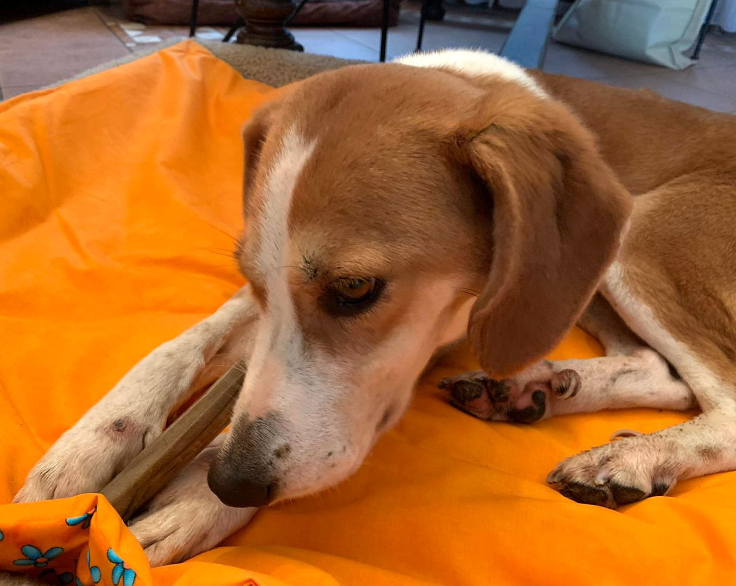 Lentina - saving-dogs e.V.