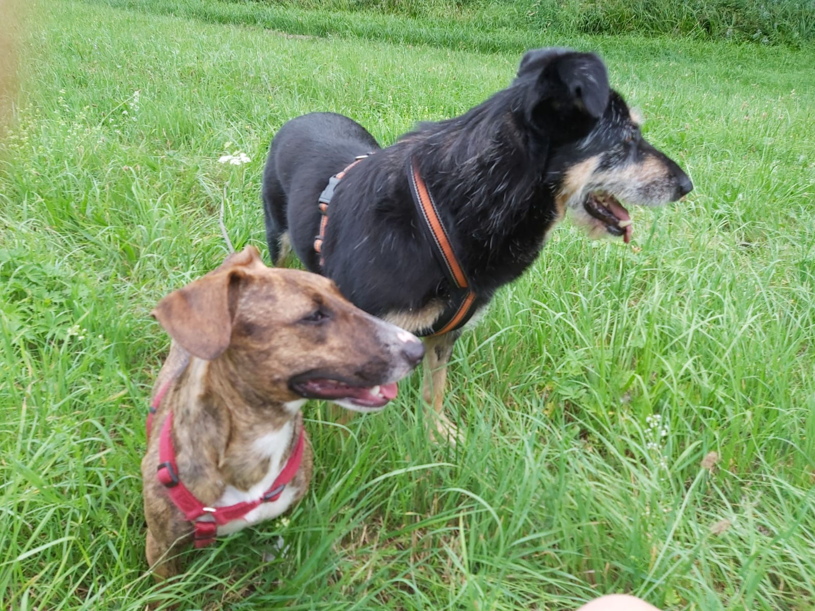 News - saving-dogs e.V.