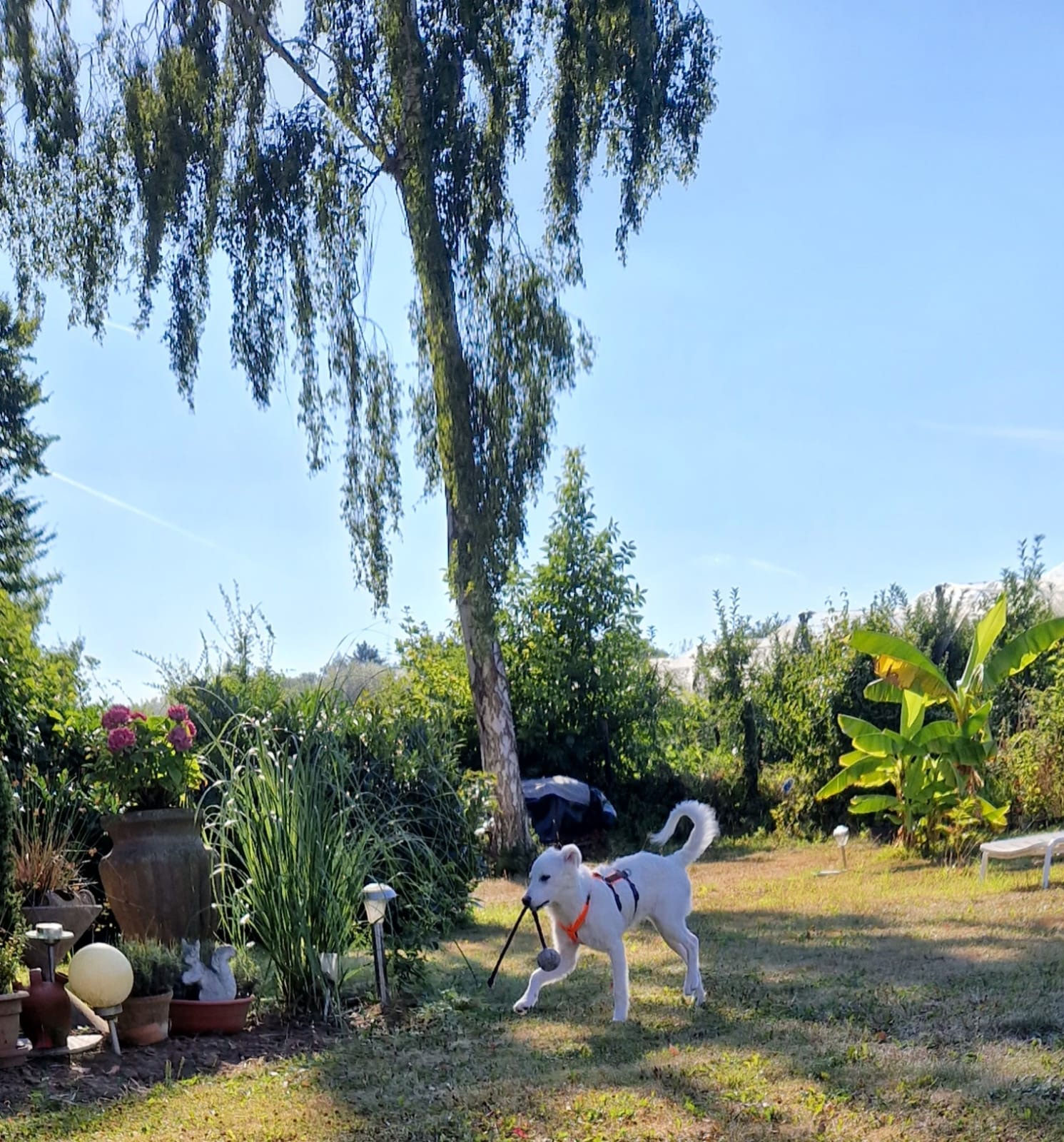 Kiana - saving-dogs e.V.