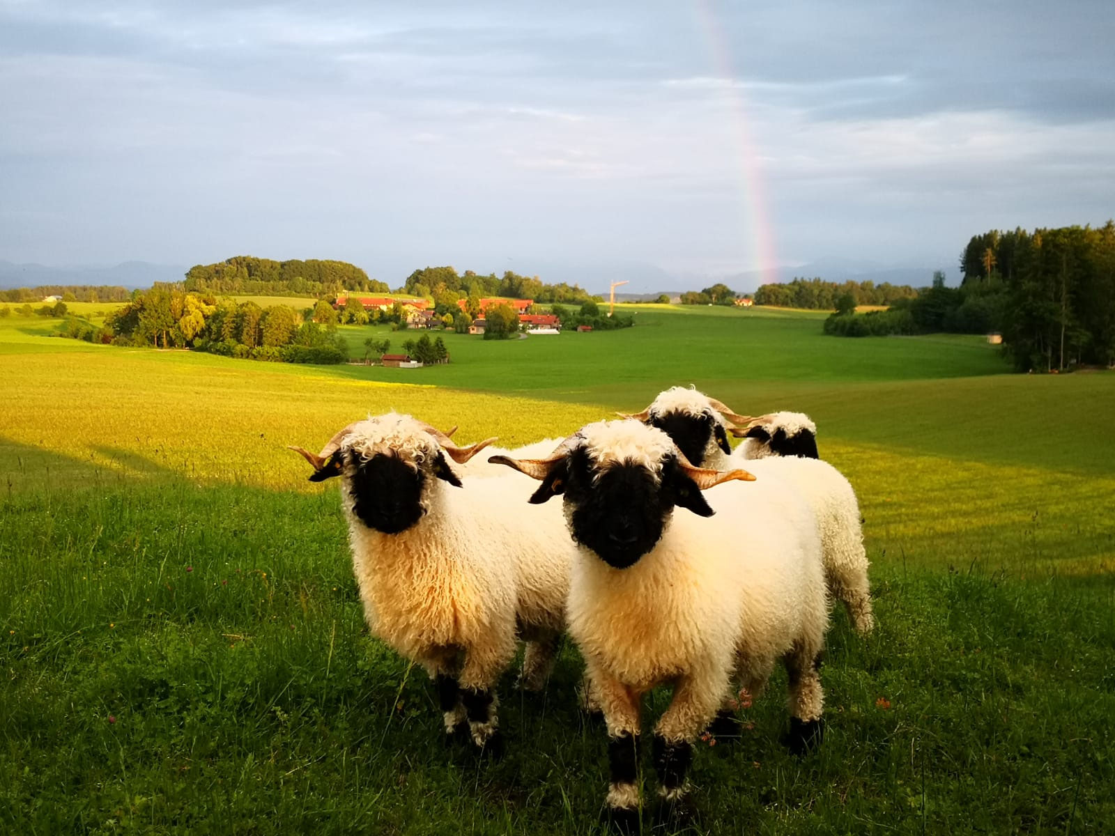 Arge Walliser Schwarznasenschafe DE - Arge Walliser Schwarznasen Schafe DE