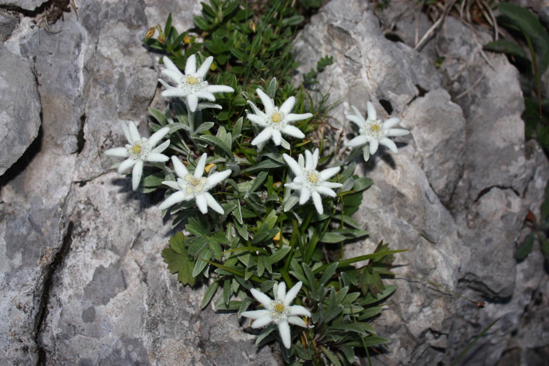Bergblumen - Alp-Rotenbalm