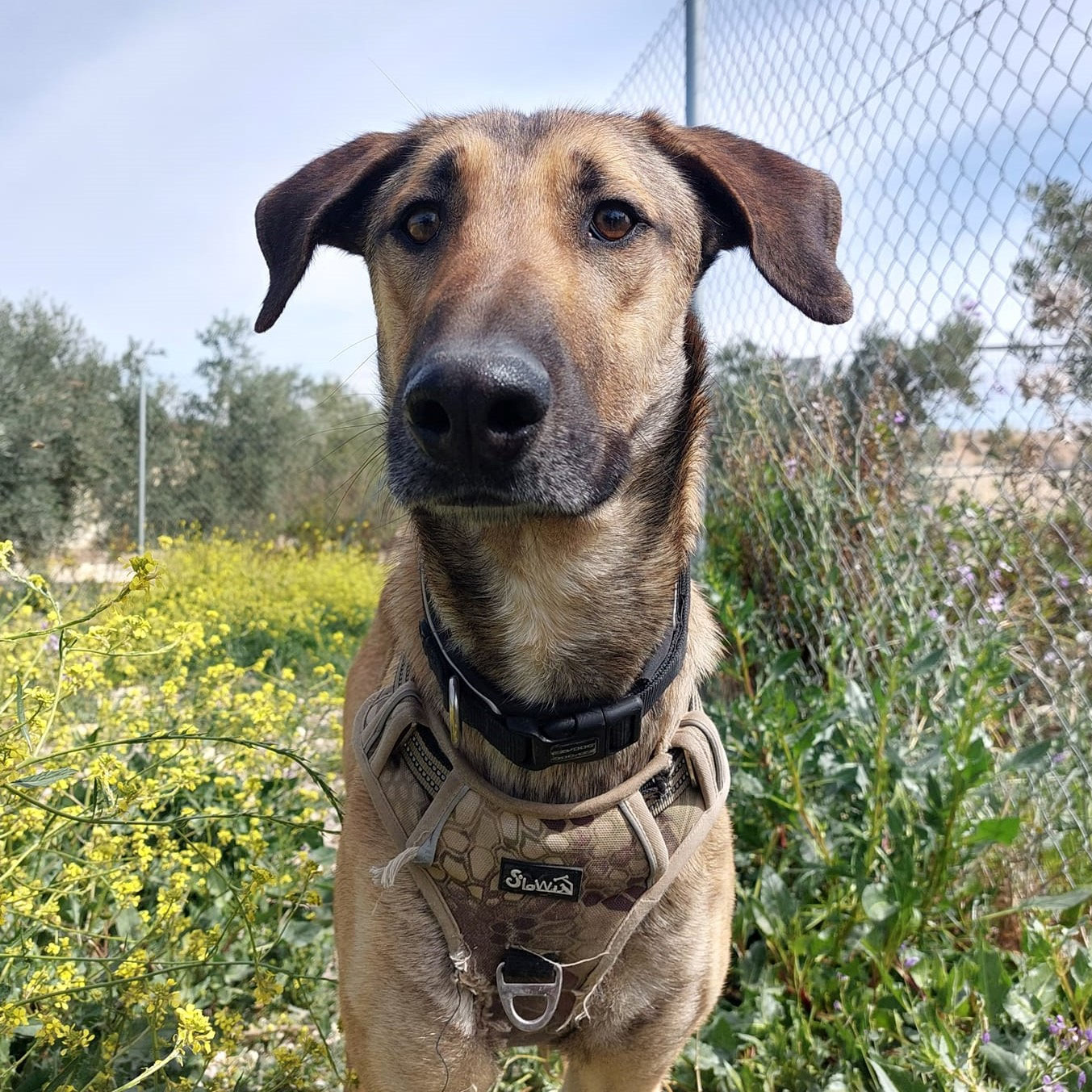ZEUS (Ana) - galgos angel