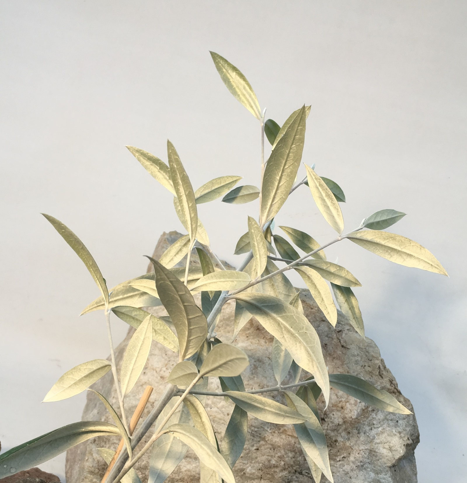 COROKIA buddleioides - wolfgartenbau