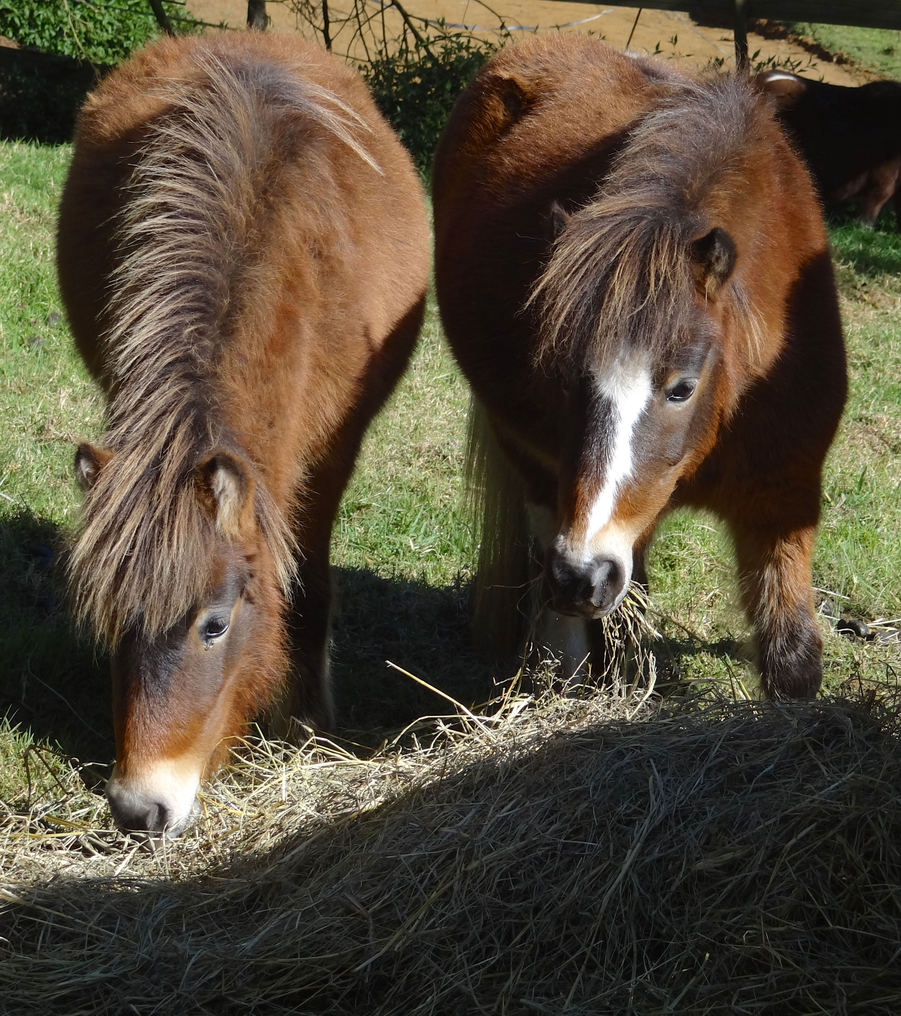 Le poney club - lesponeysdumaido