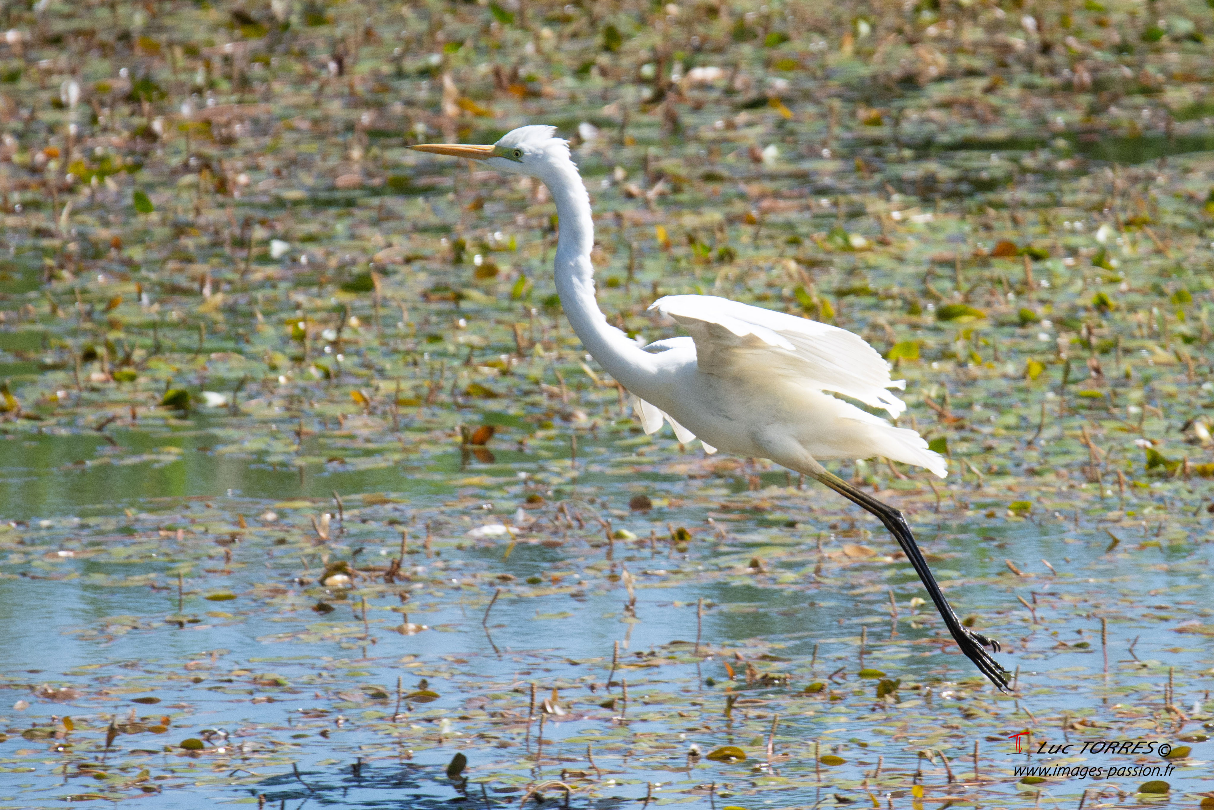Grande Aigrette - Grande aigrette