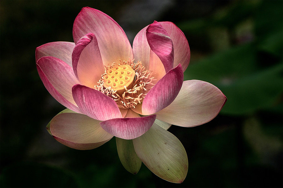 Juli - Blumen und Blüten - Fotoclub 58 Leipzig