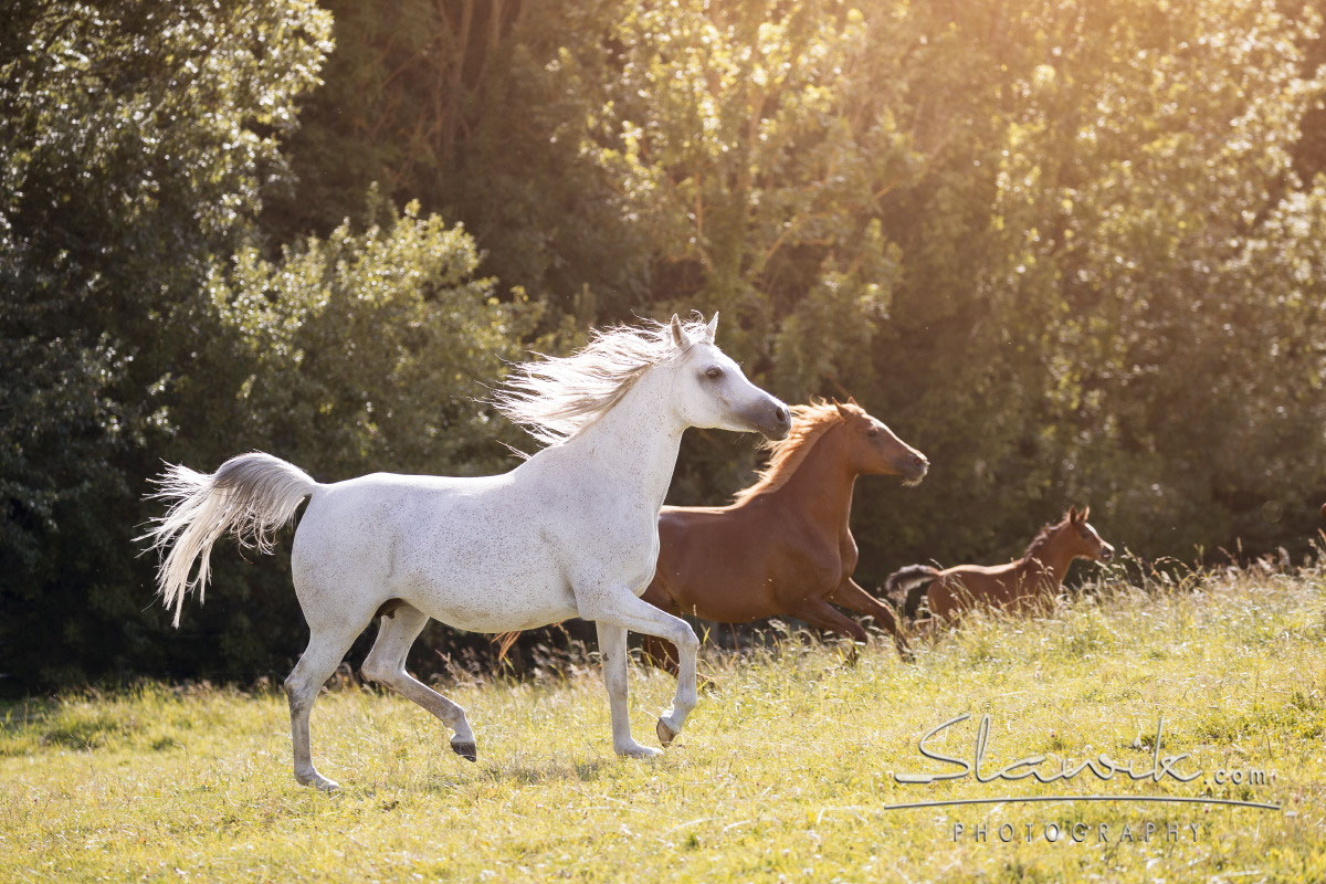 Galerie - arabianhorses-austrias Webseite!