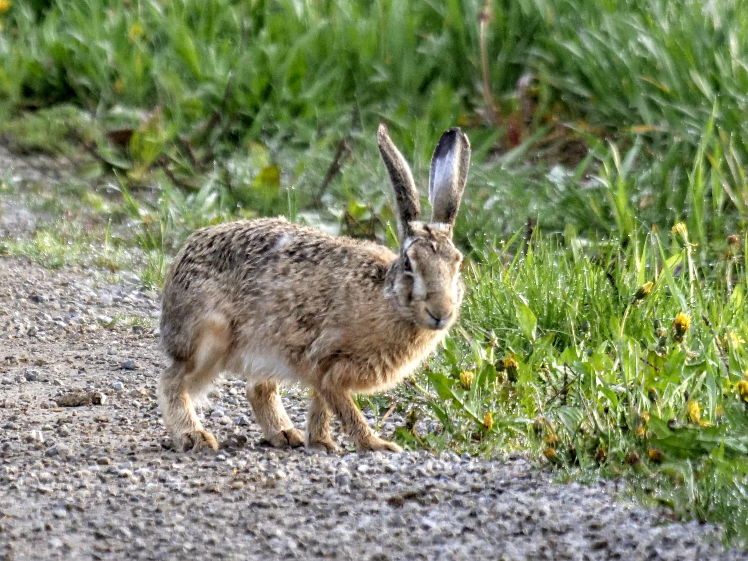 Hase - charlesguddypicturess Webseite!