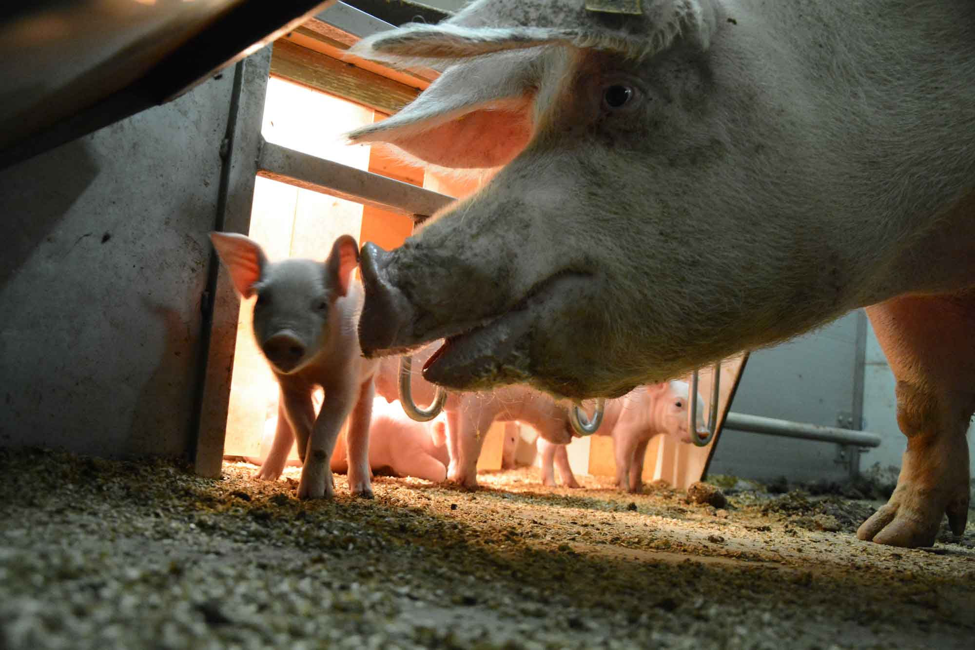 Schweine - martin-und-stephanies Webseite!