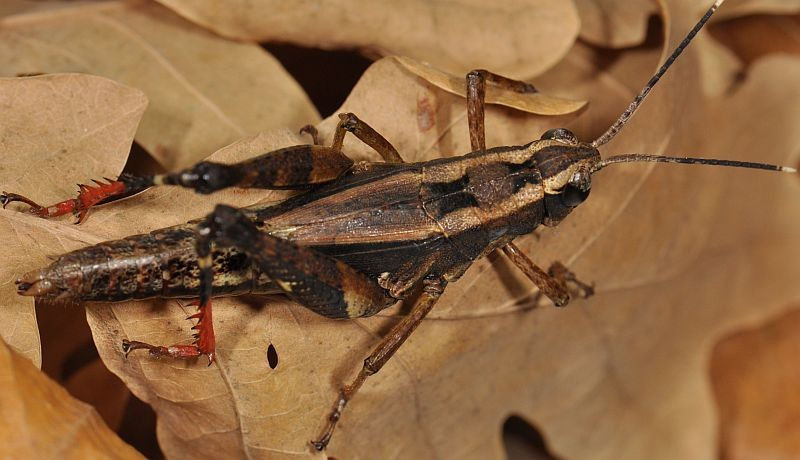 Traulia ornata - Schlupf und Aufzucht - saltatoria.info - Haltung und ...