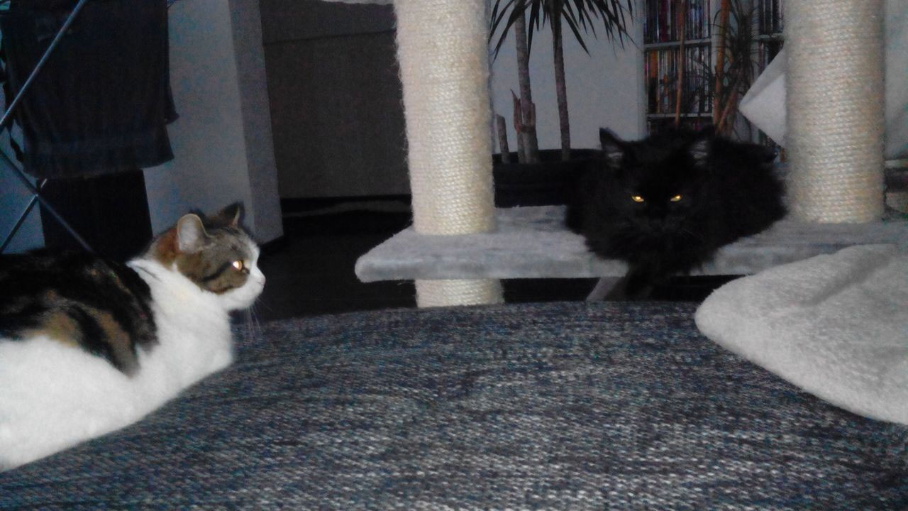 Katze Angie (weibl., geb. ca. September 2015) - eine bildschöne ...