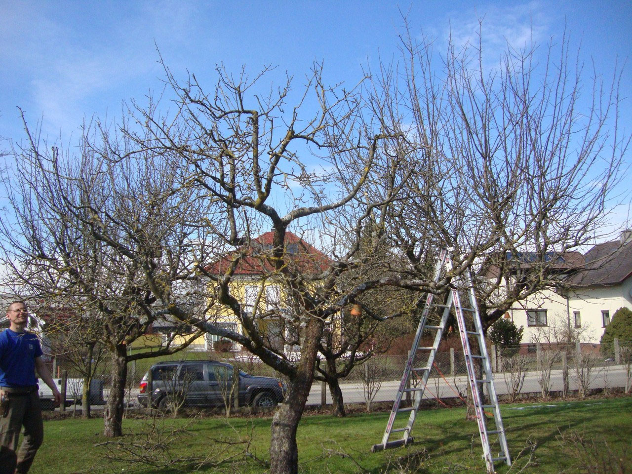 Obstbaumpflege - Hohensinn Gartenservice & Baumpflege