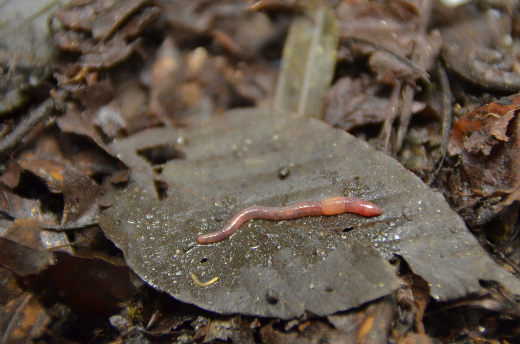 Dendrodrilus rubidus rubidus - 日本産ミミズ大図鑑 Handbook of Japanese Earthworm