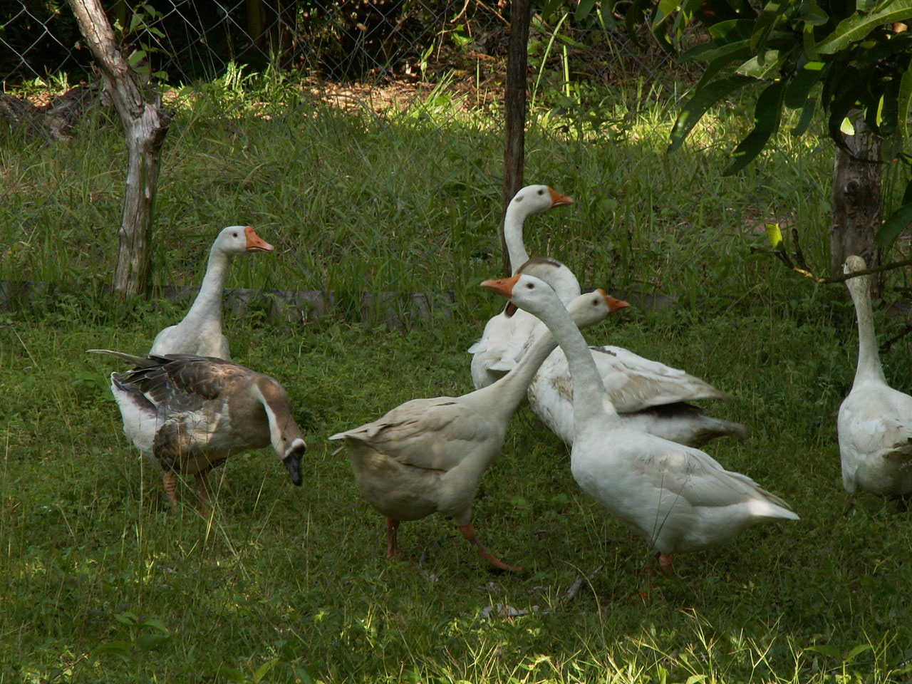 Ganso - gansas Webseite!