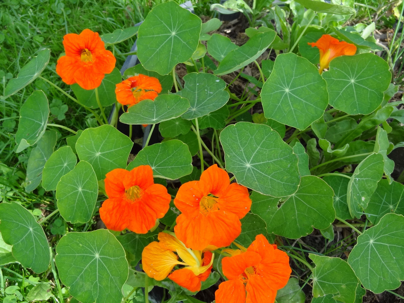 Capucine: Jolis fleurs grimpante & comestible ! - Site de jardineko