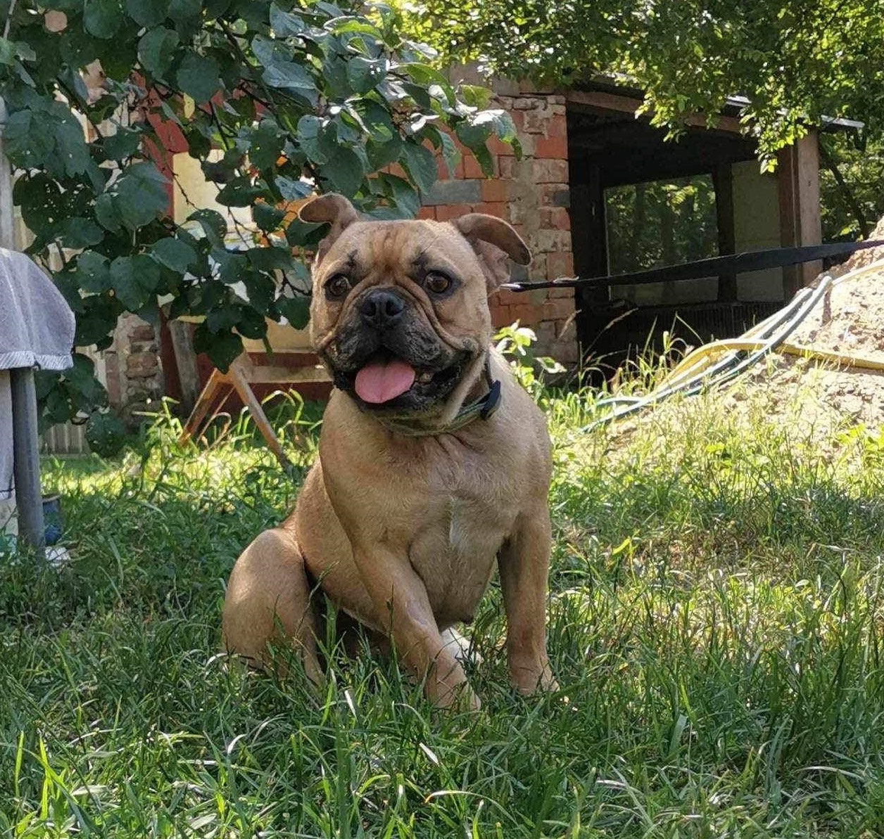 Rowenta - reserviert - Hung(A)ry Dogs - Verein für Hunde in Not