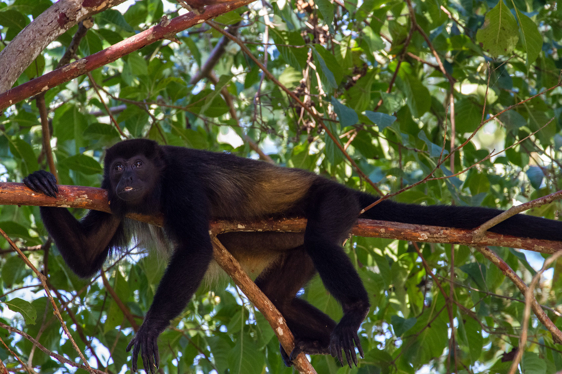 Affe - riverside-movie-pictures & Wildlife-Videos Jimdo-Page!