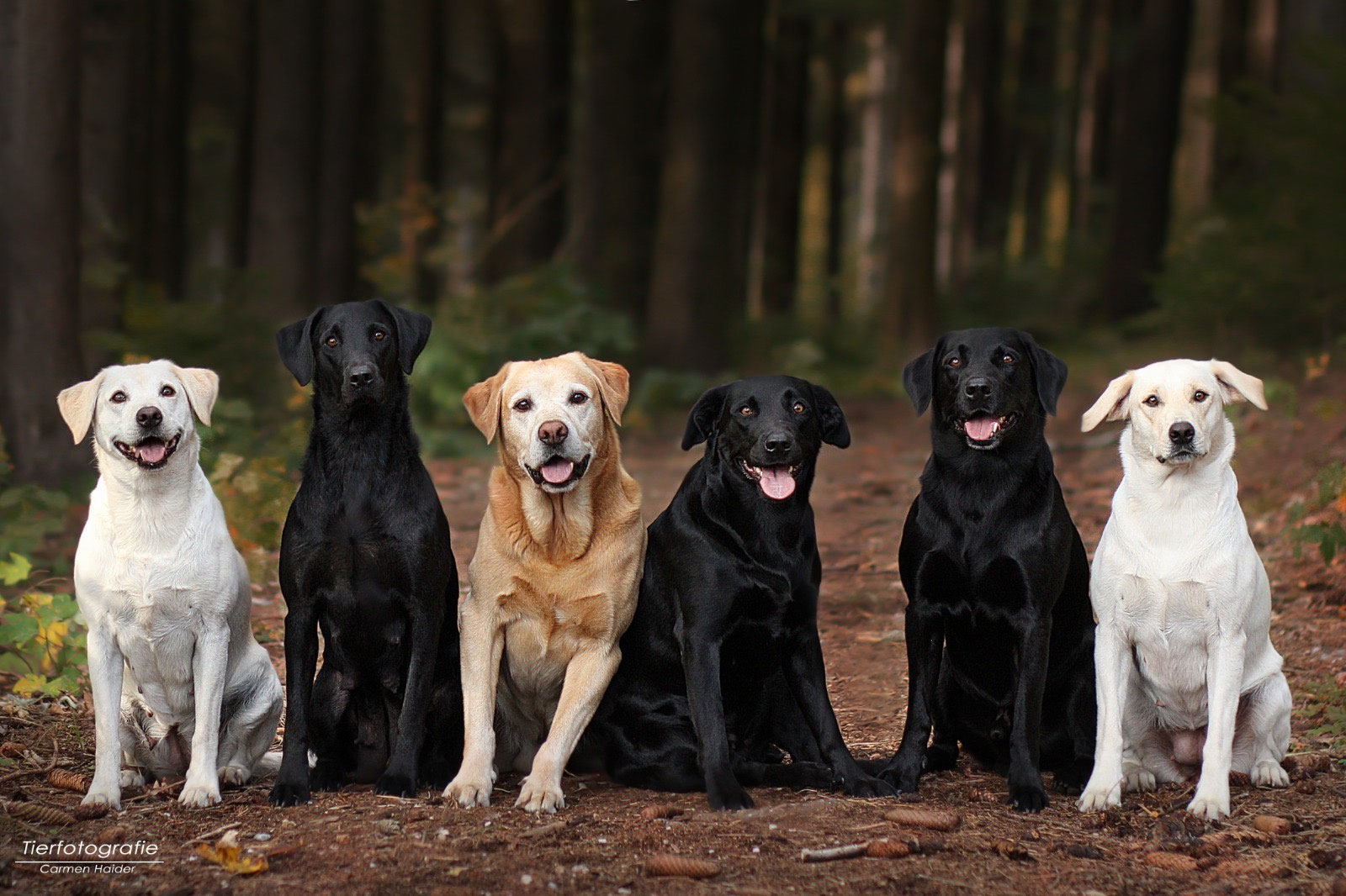 Aktuelles - Labradorzucht Arbeitslinie aus Oberösterreich