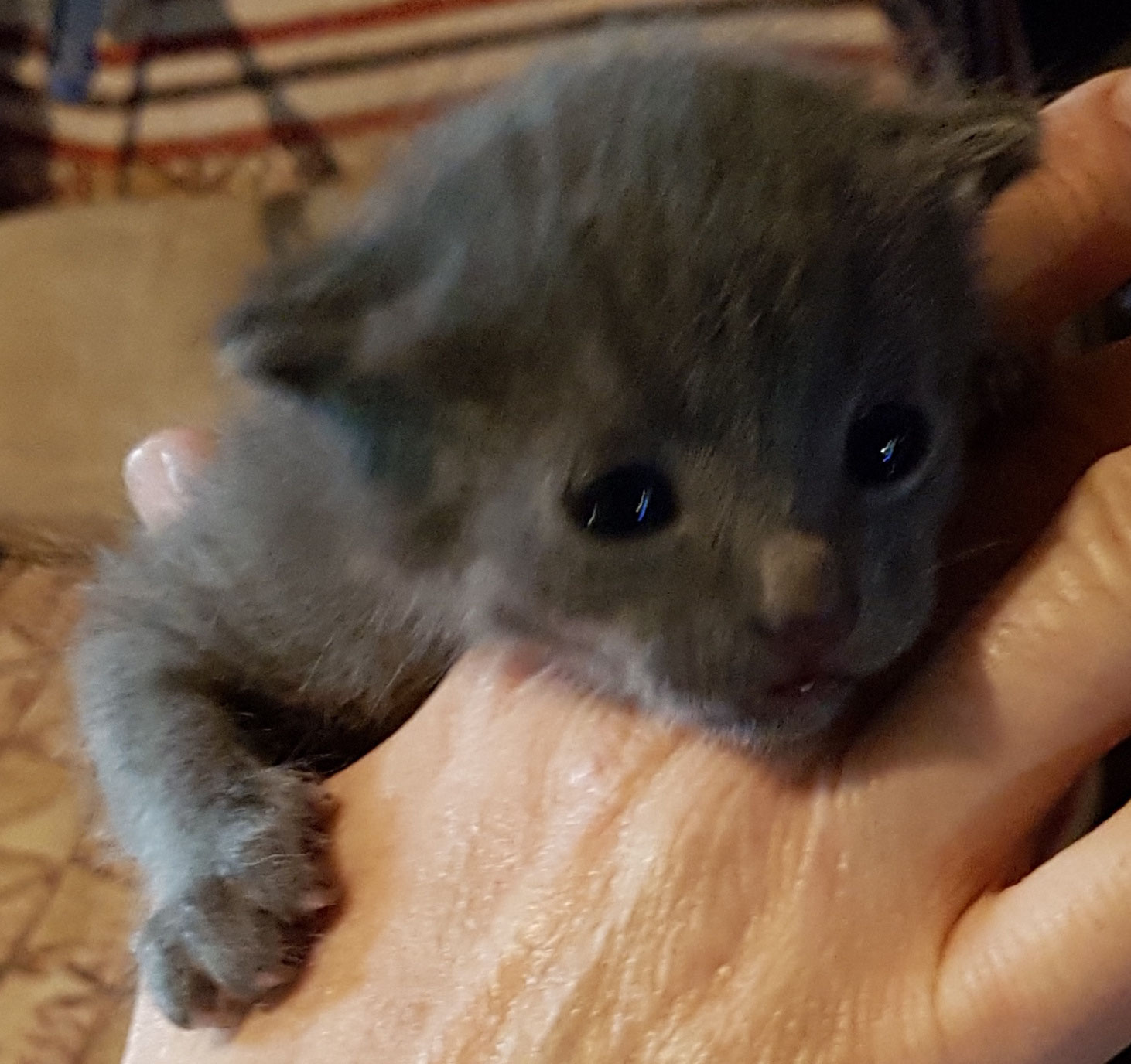 Chatons Bleu Russe loof - Site de bleu-russe