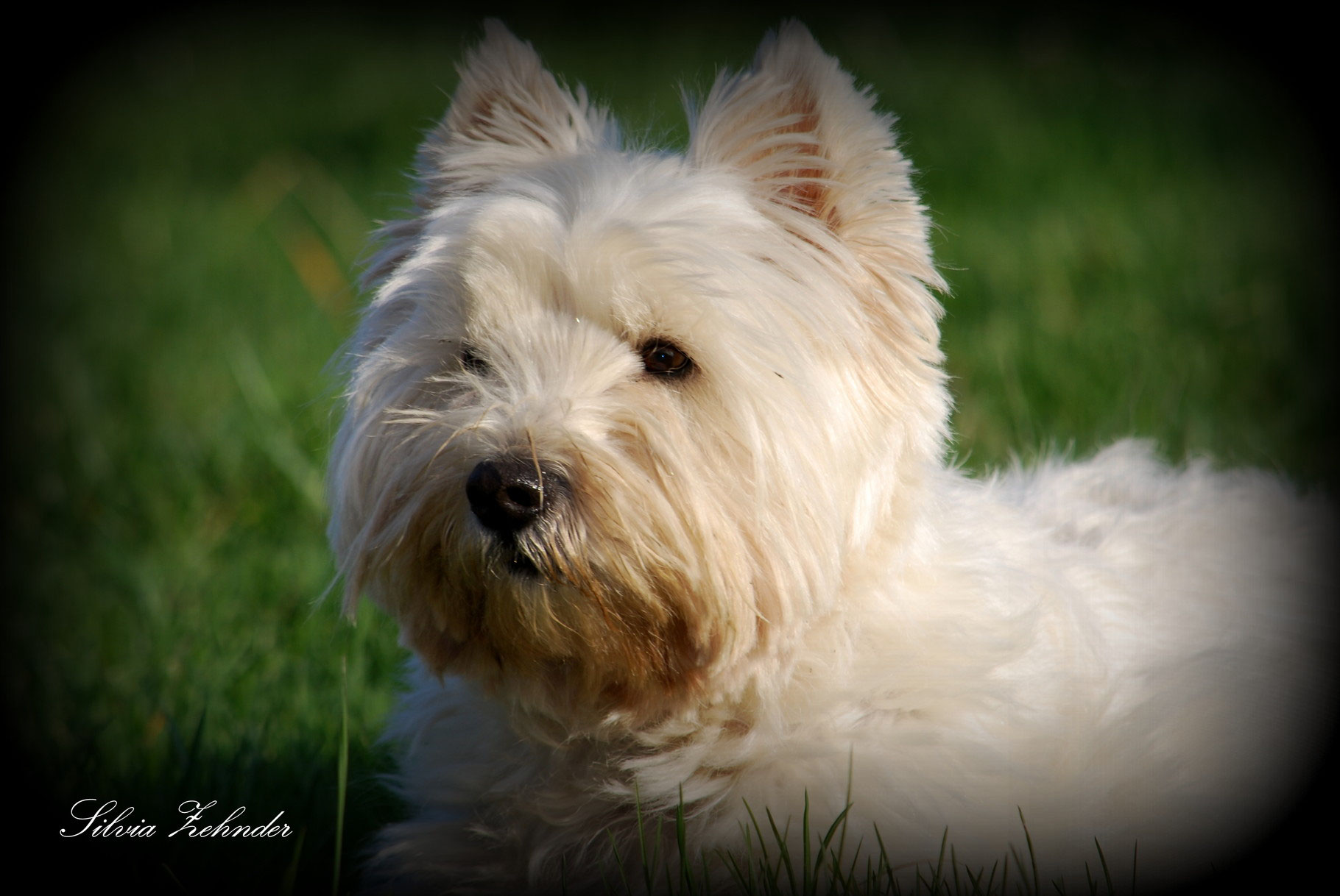 Hunde - herzlich willkommen