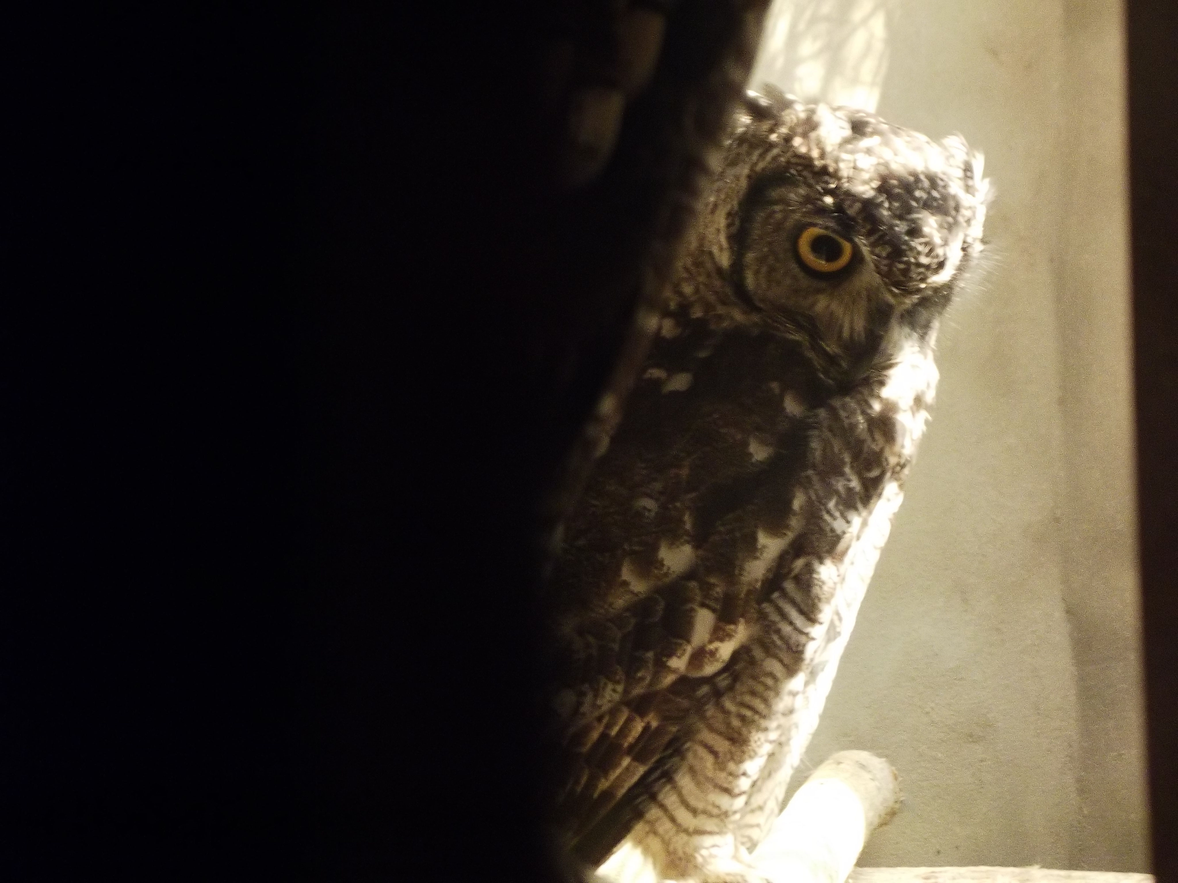 Búho Africano (Bubo Africanus) - Centro de cría de aves rapaces La Pihuela