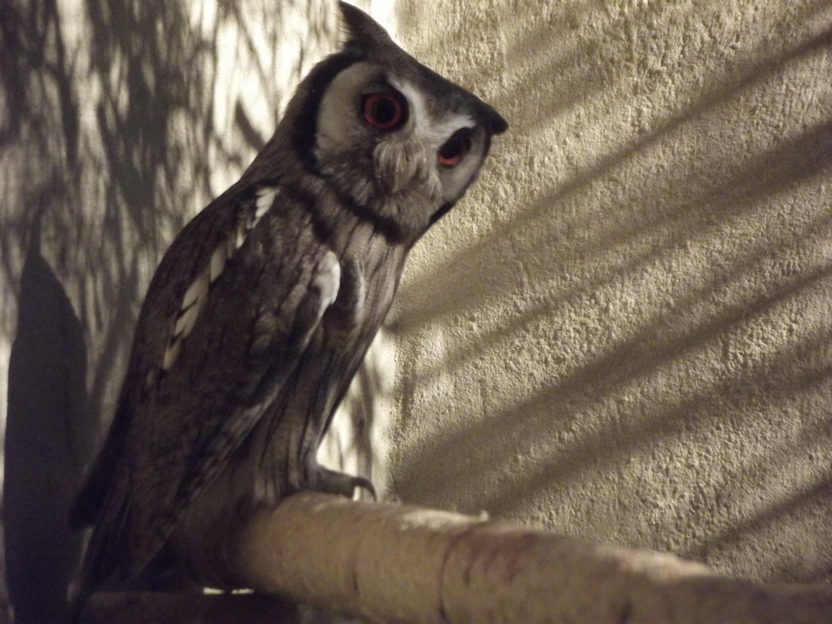 Autillo Cariblanco - Centro de cría de aves rapaces La Pihuela