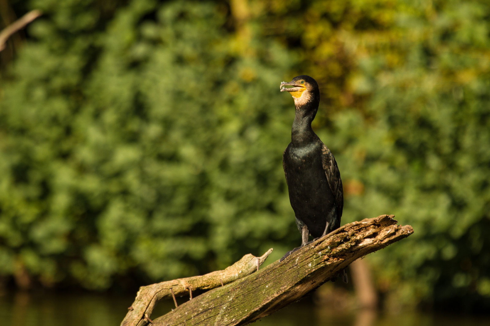 Cormorans. - http://labetedesvosges.jimdo.com/